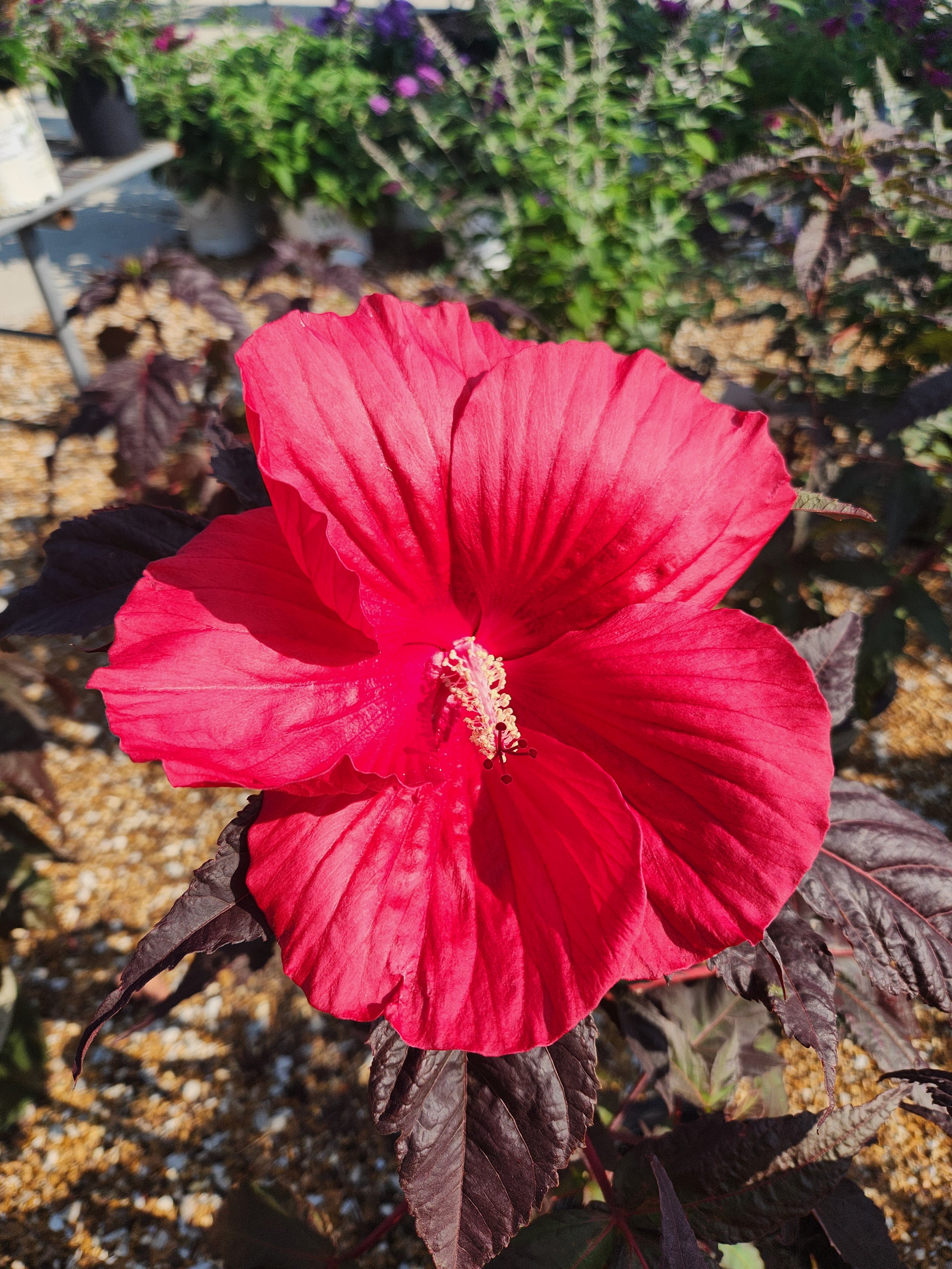 Rose Mallow, Hardy 'Moonshadow Morello' (Hibiscus) – Passiglia Landscape, Nursery & Garden Center