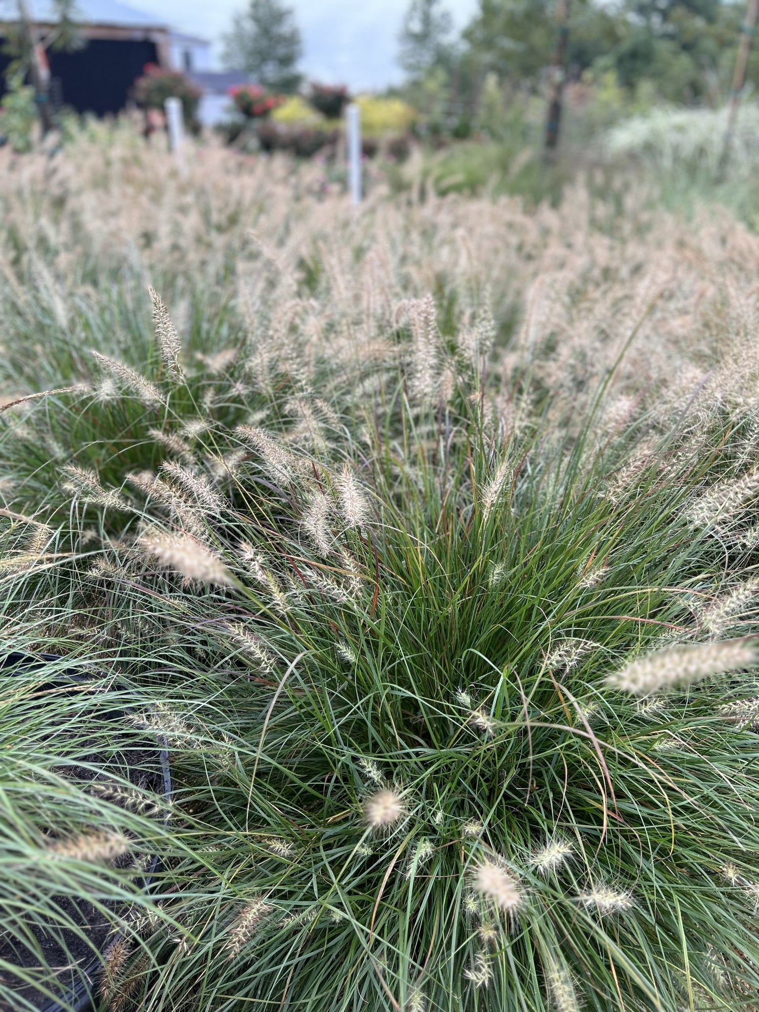 What is the difference between Natives, Cultivars, and Nativars ...