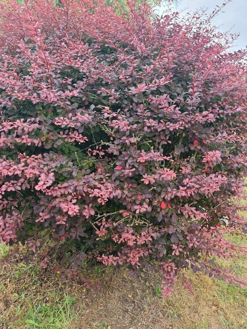 Barberry, Japanese Dwarf 'Pygmy Ruby' (Berberis) – Passiglia Landscape ...
