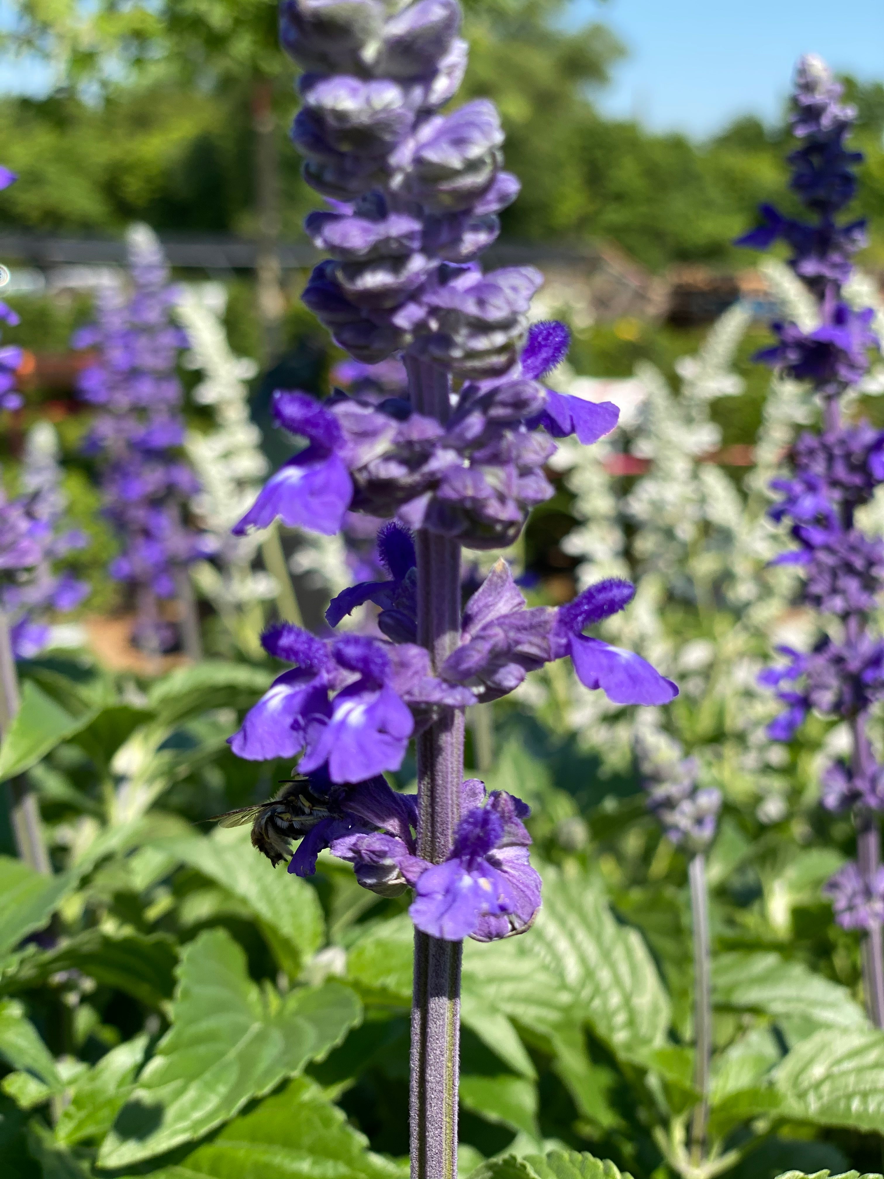 Sage, Flowering 'Mystic Spires' (Salvia) – Passiglia Landscape, Nursery ...