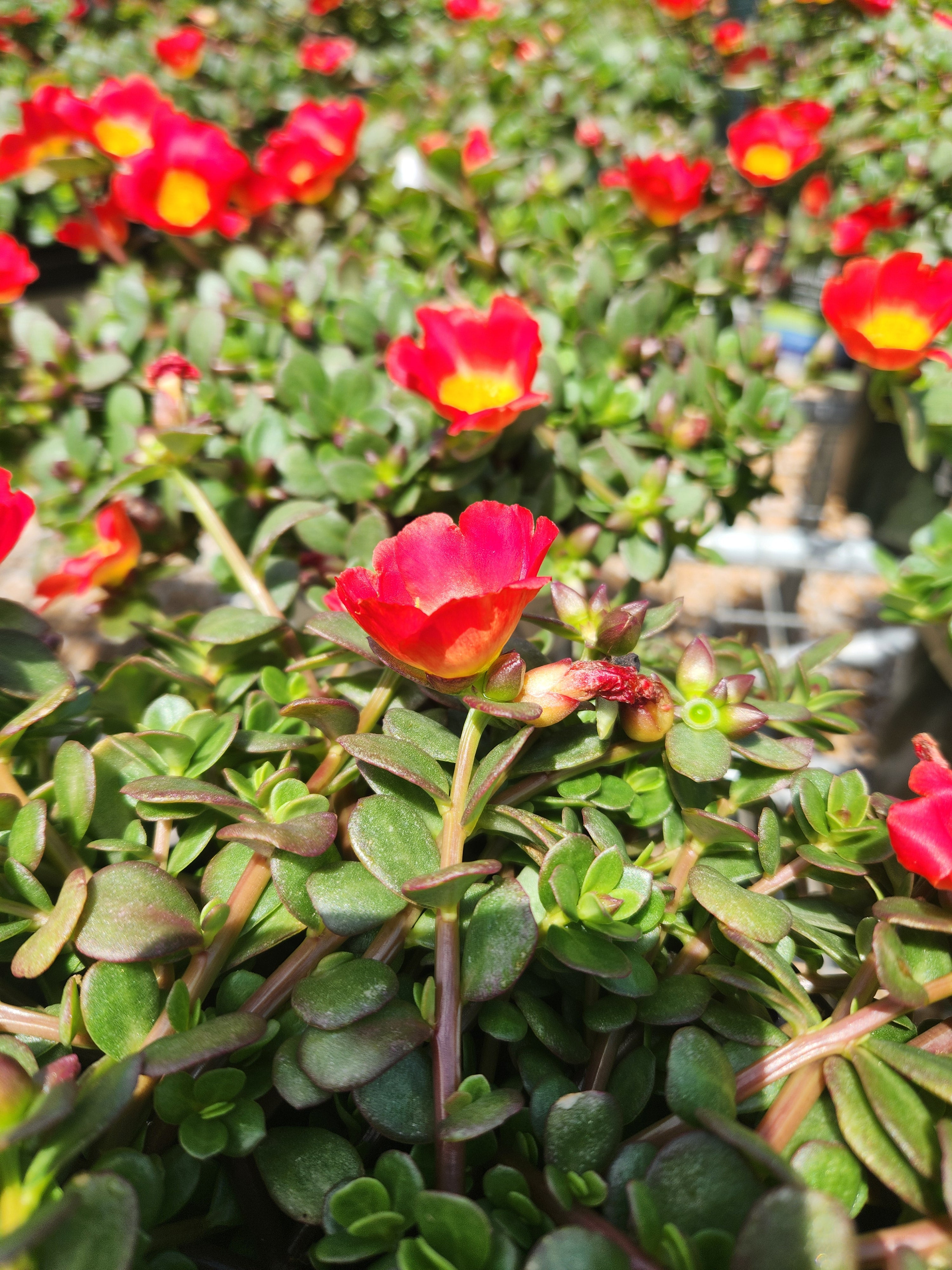 Purslane/ Sun Rose 'Mega Pazzaz Dark Red' (Portulaca) – Passiglia ...