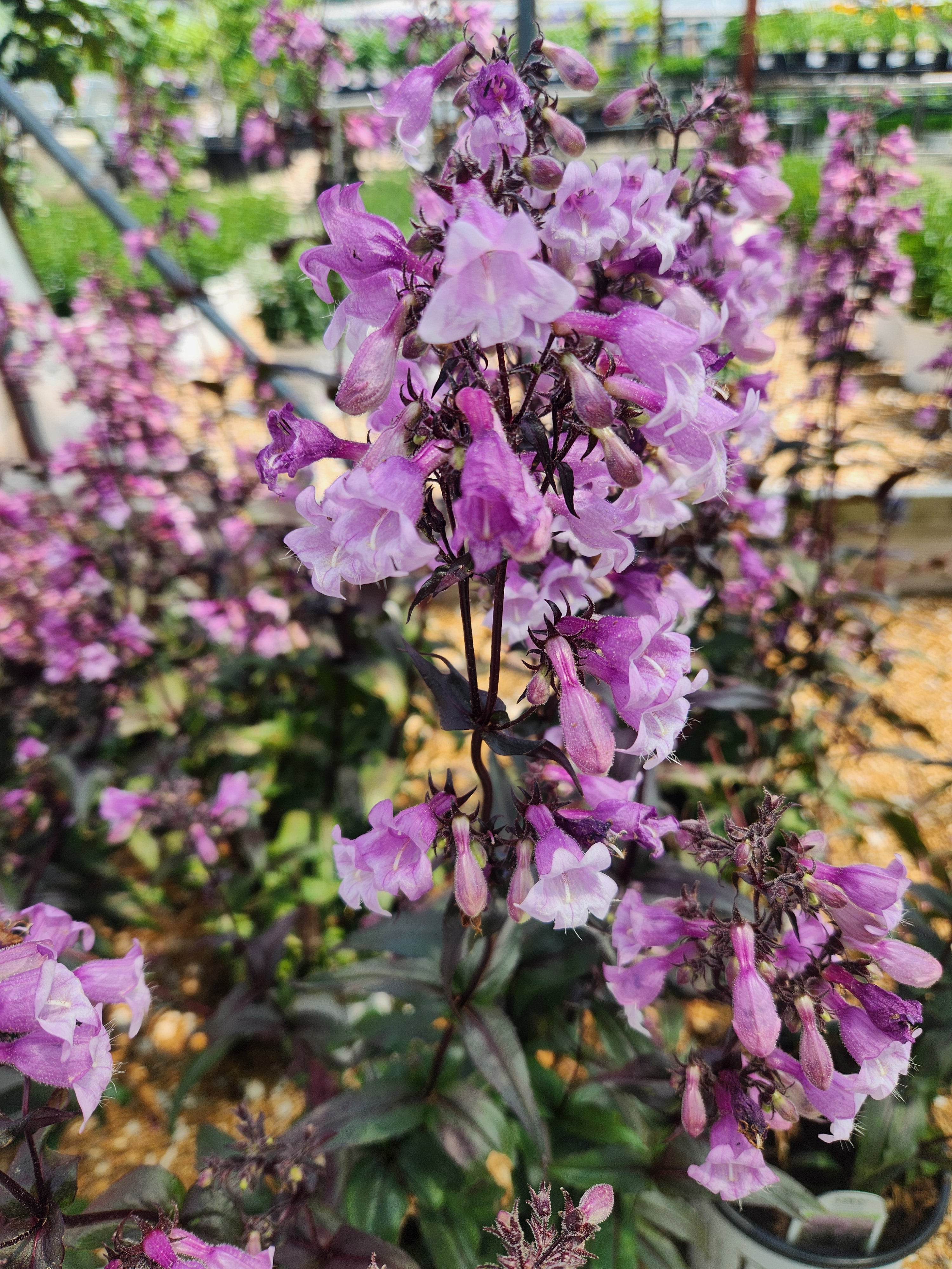 Beardtongue 'Midnight Masquerade' (Penstemon) – Passiglia Landscape ...