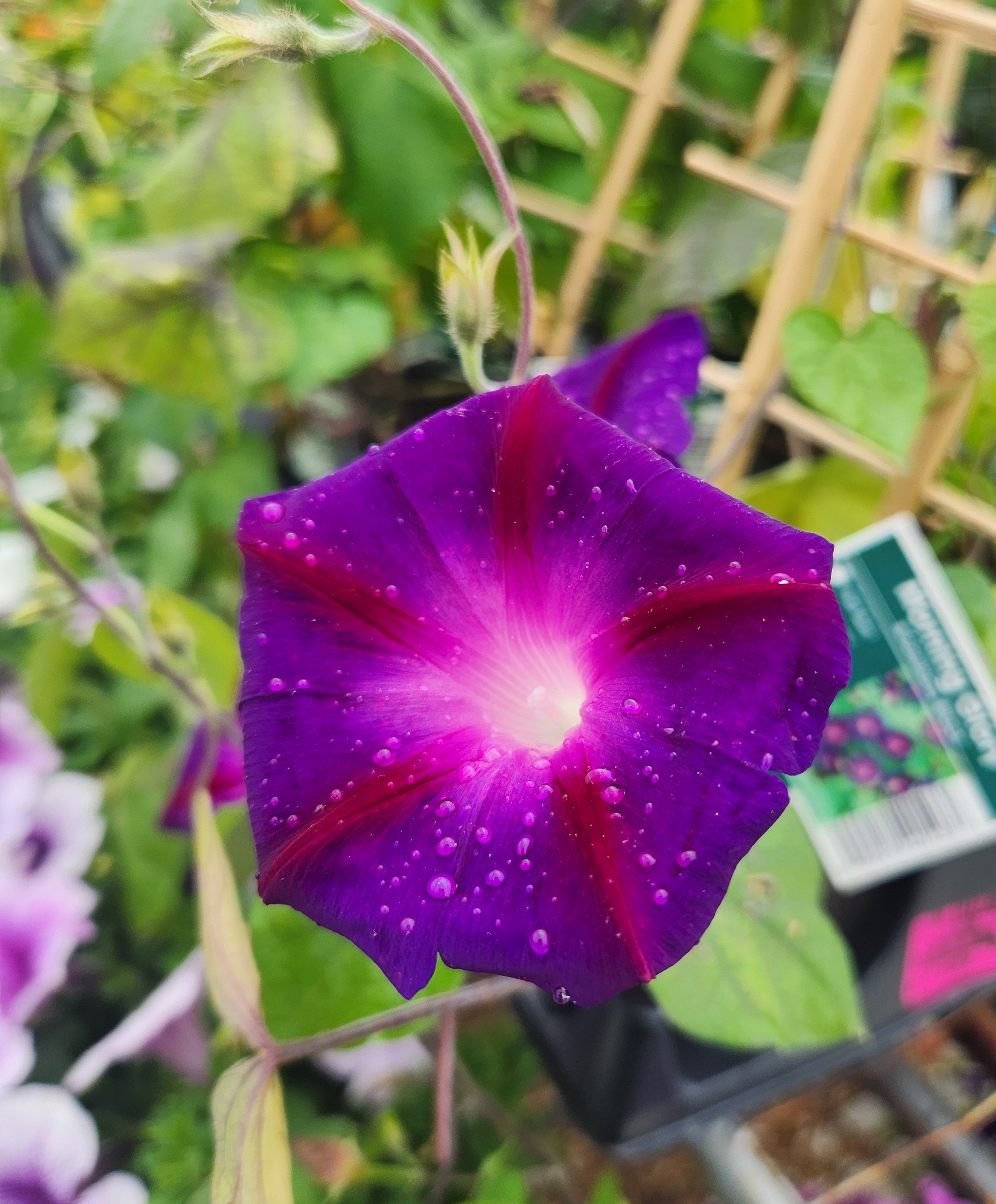 Morning Glory, 'Black Kniola's' (Ipomoea) – Passiglia Landscape ...