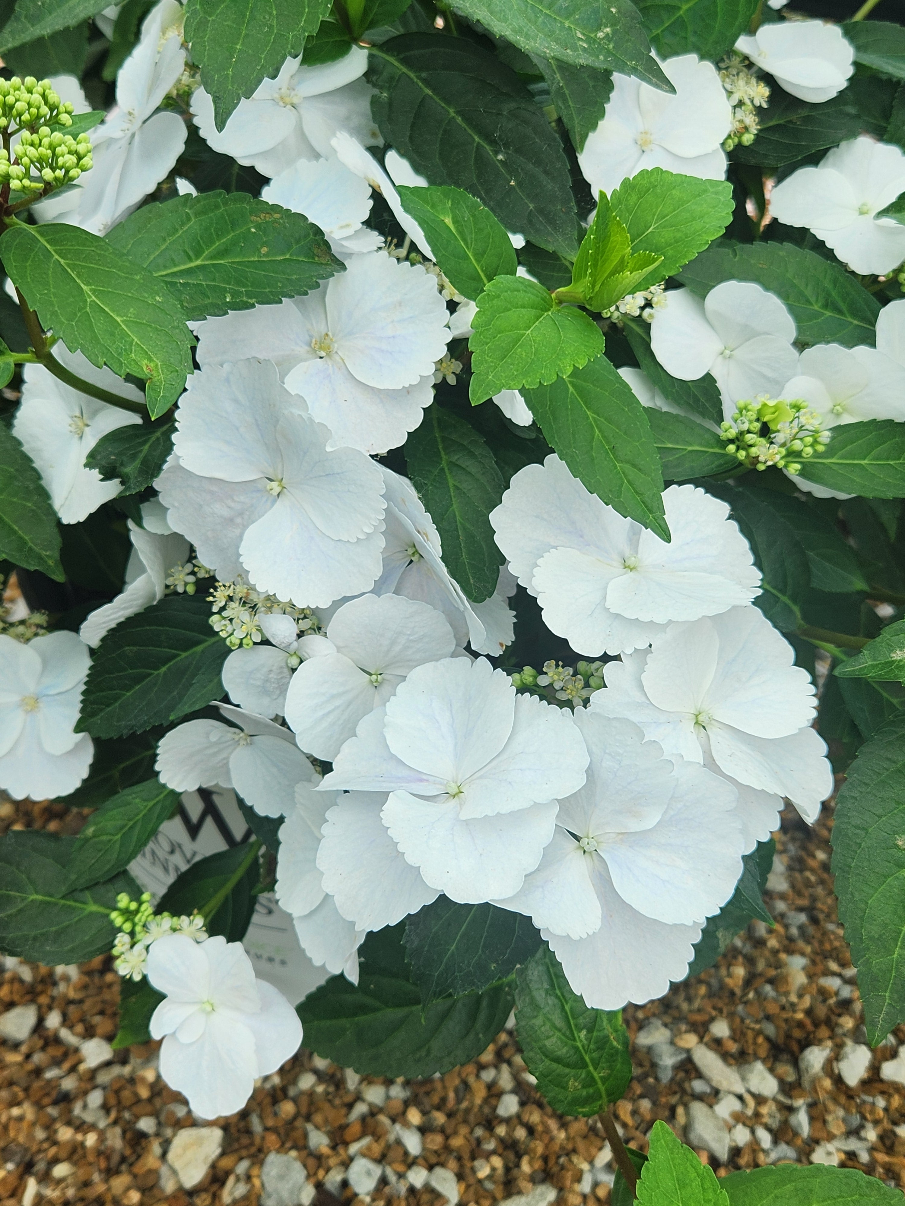 Hydrangea, Hybrid 'Fairytrail Bride Cascade' (Hydrangea) – Passiglia ...