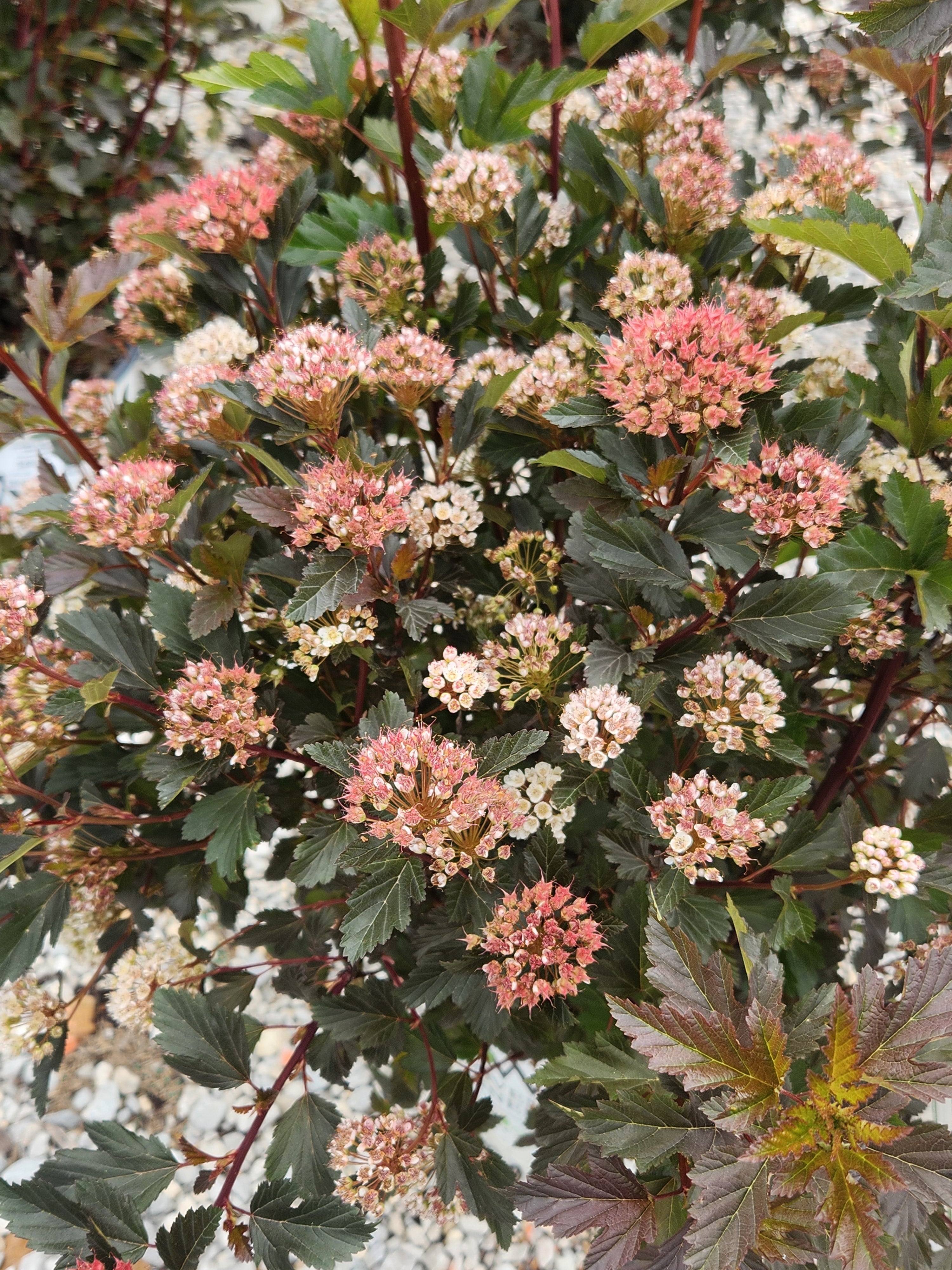 Ninebark, Dark Leaf 'Summer Wine' (Physocarpus) – Passiglia Landscape ...