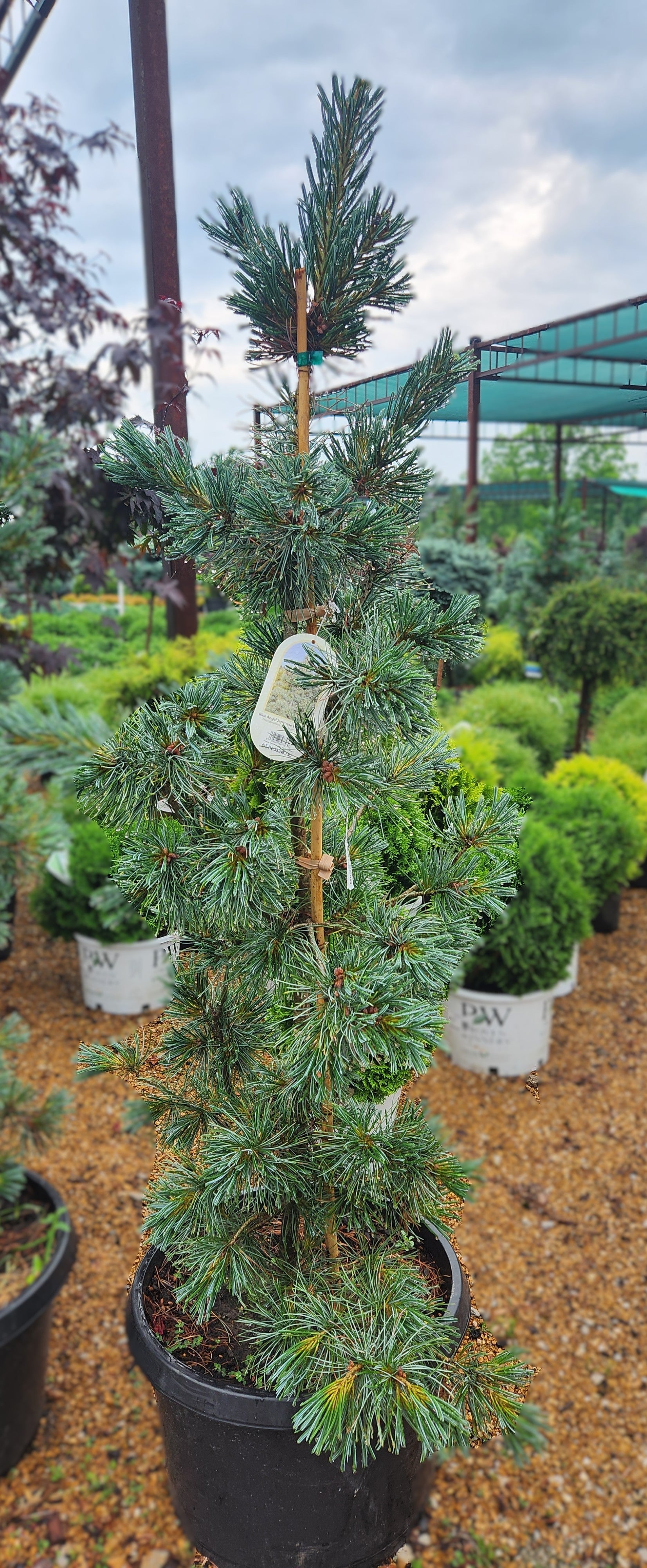 Pine, Japanese White 'Blue Angel' – Passiglia Landscape, Nursery ...