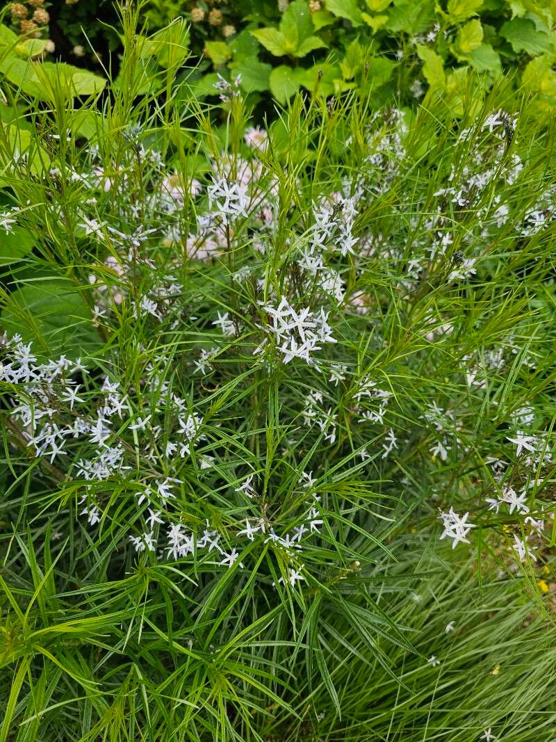 Bluestar, Threadleaf (Amsonia) – Passiglia Landscape, Nursery & Garden ...