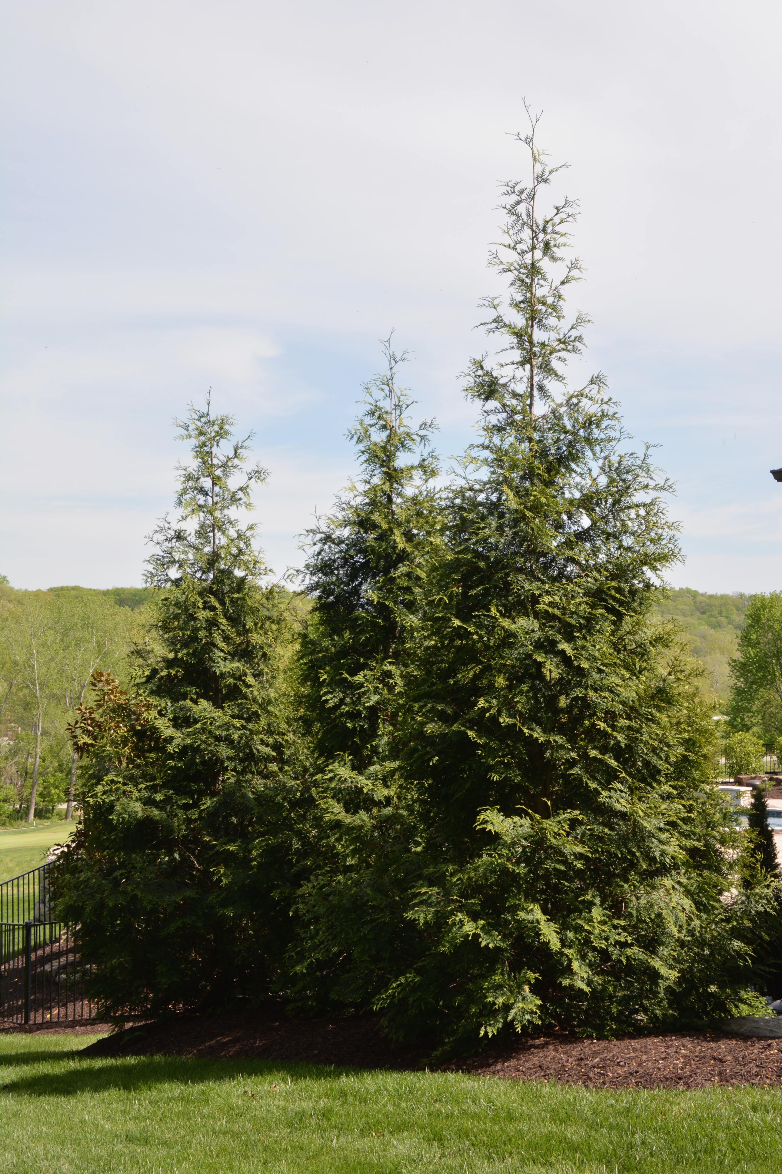 Arborvitae, Western Red Cedar Upright 'Green Giant' (Thuja) – Passiglia ...