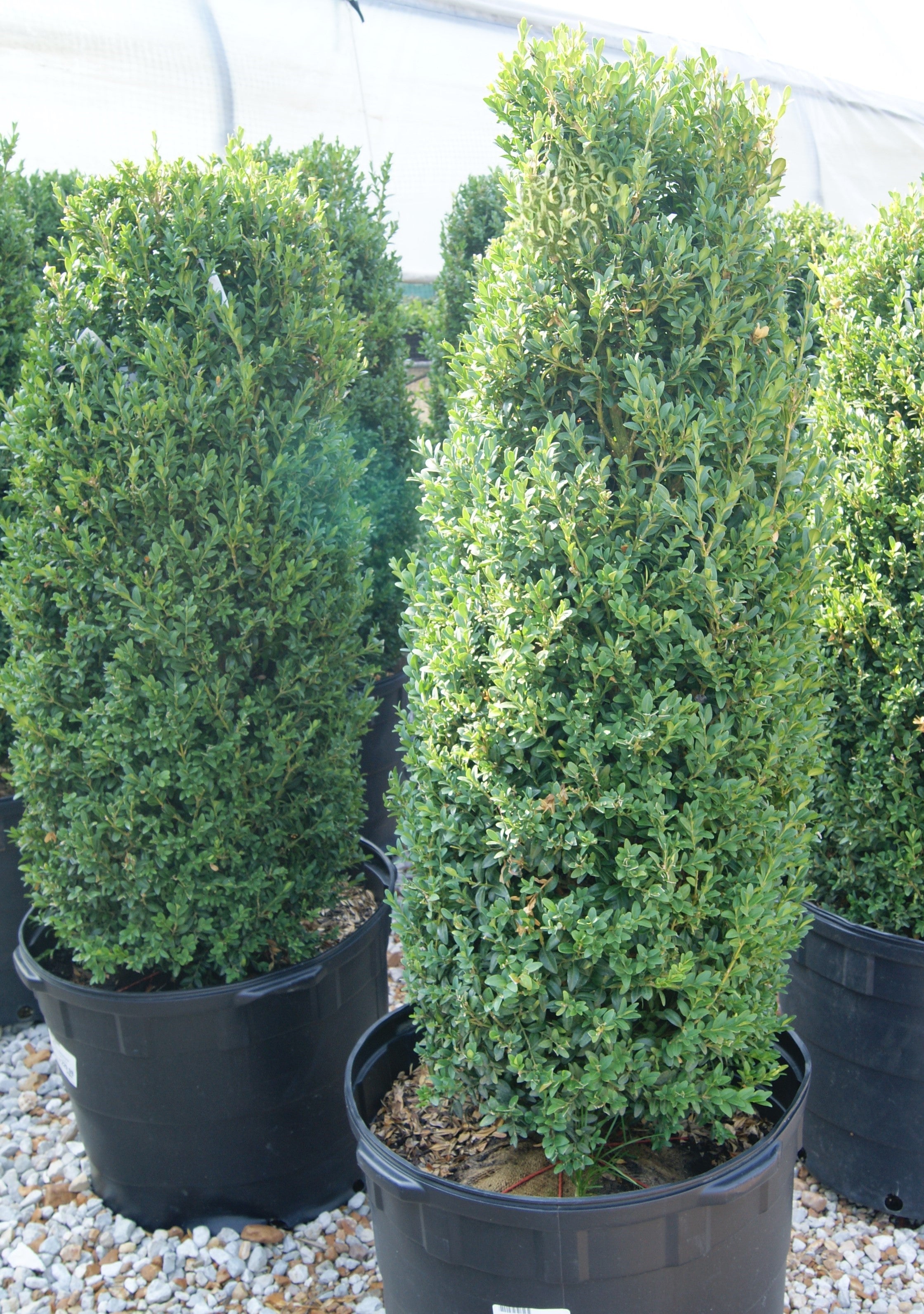 Boxwood, English/ Common 'Columnaris' (Buxus) Columnar – Passiglia ...
