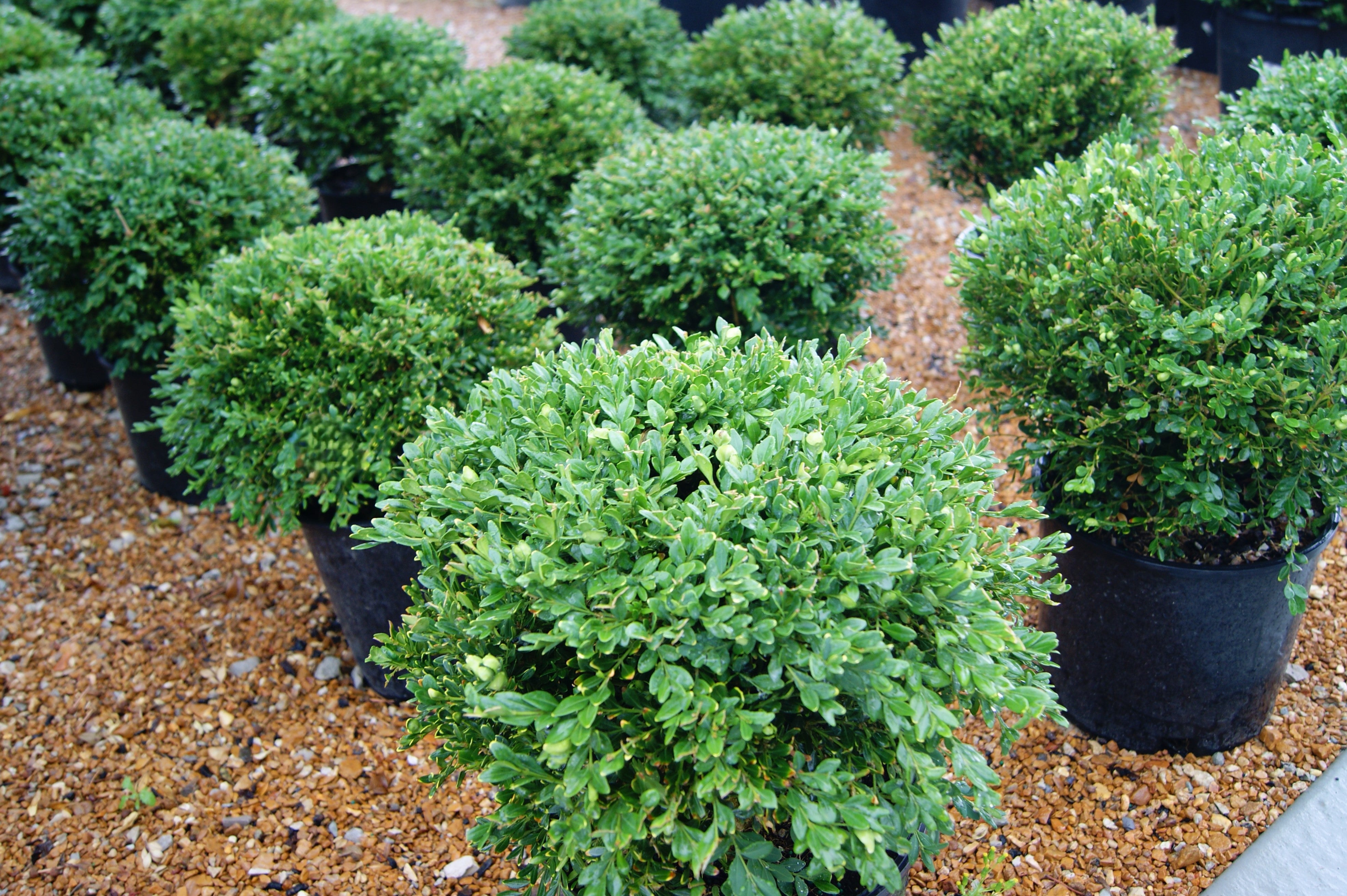 Boxwood, English Littleleaf 'Green Gem' (Buxus) Globe – Passiglia ...