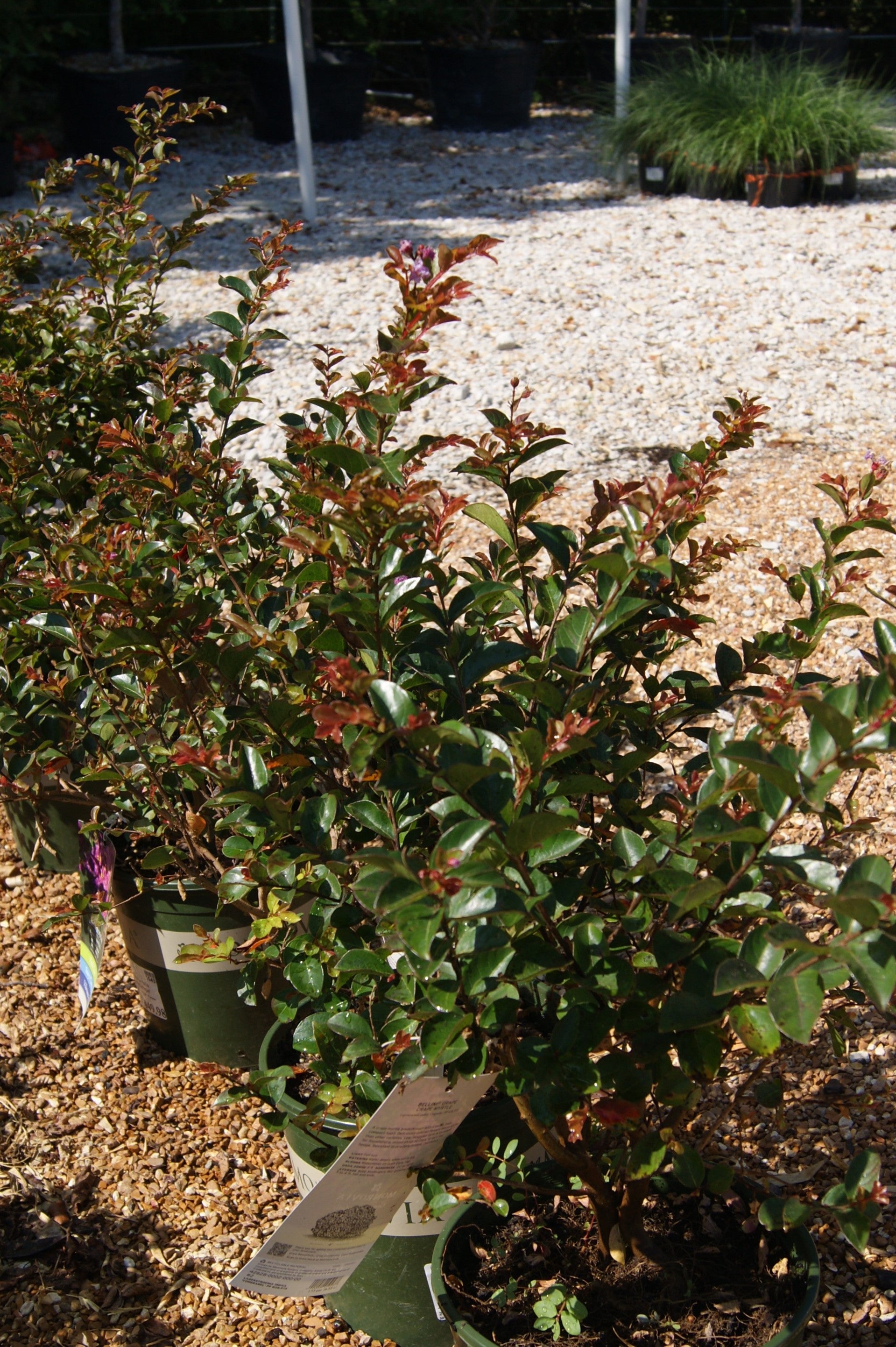 Crape Myrtle, Dwarf 'Bellini Grape' (Lagerstroemia) – Passiglia ...