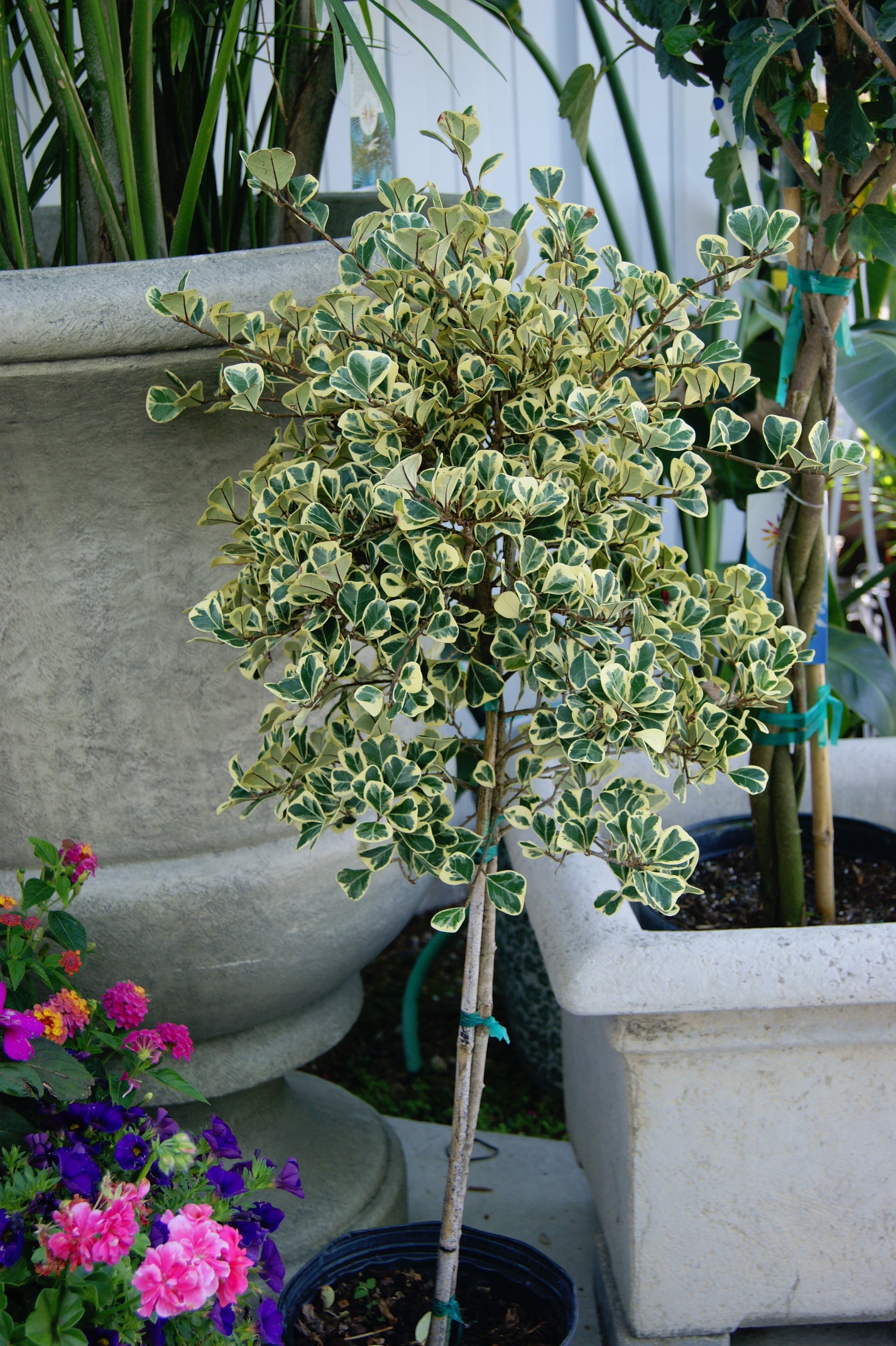 Fig Bush, Triangle 'Variegata' (Ficus) – Passiglia Landscape, Nursery ...