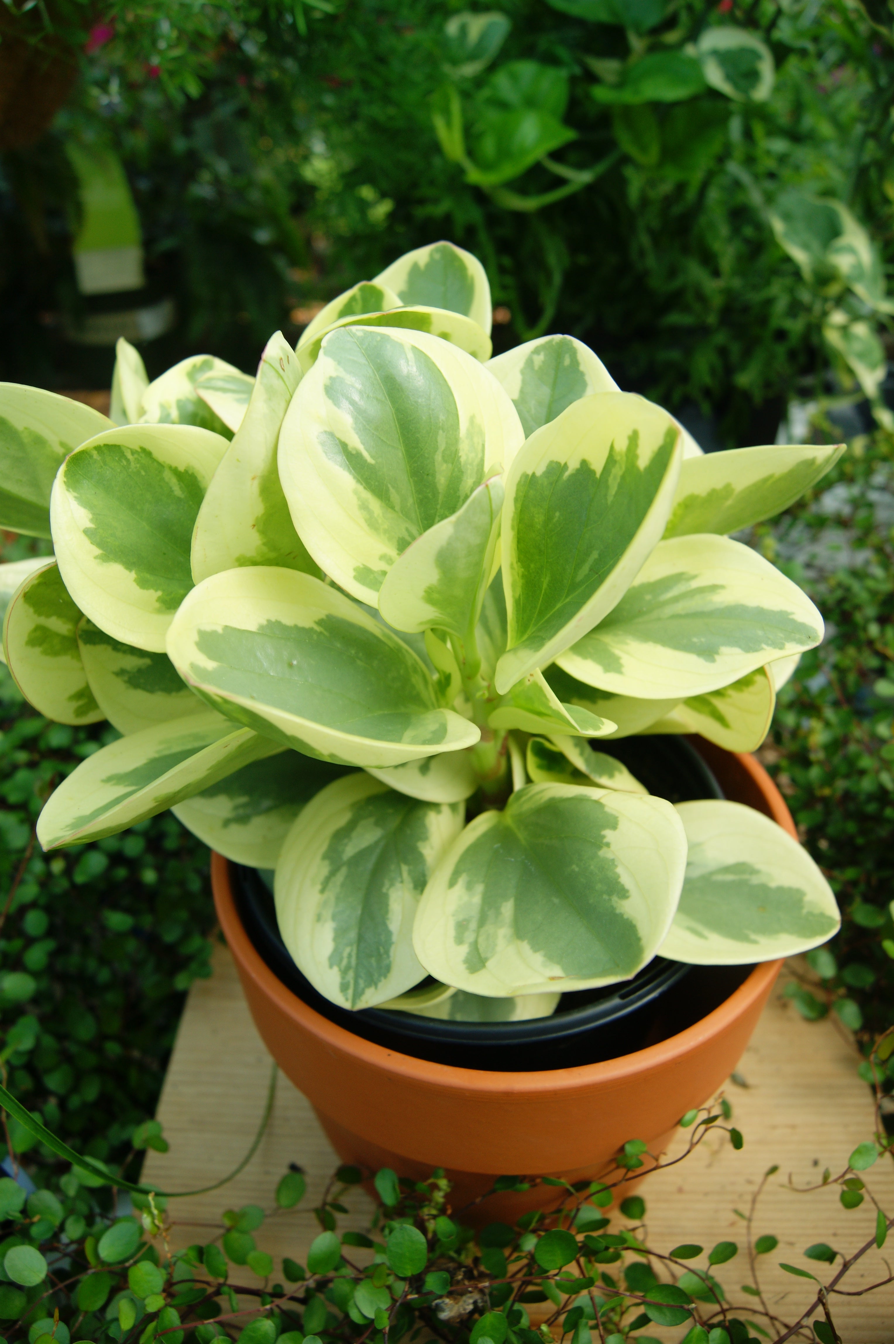Radiator Plant, Variegated 'Citrus Twist' (Peperomia) – Passiglia ...