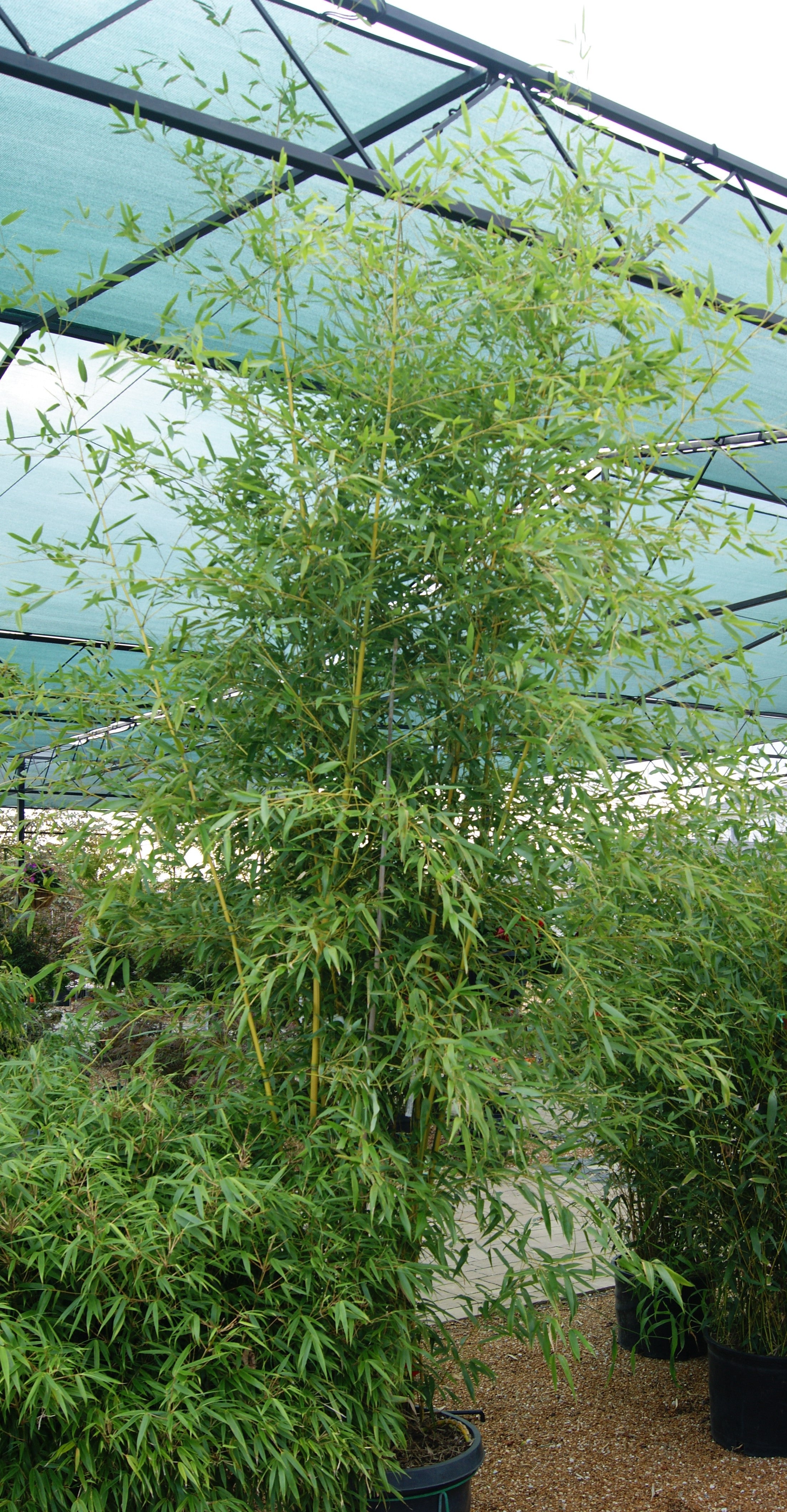Bamboo, Green Groove (Phyllostachys) – Passiglia Landscape, Nursery ...