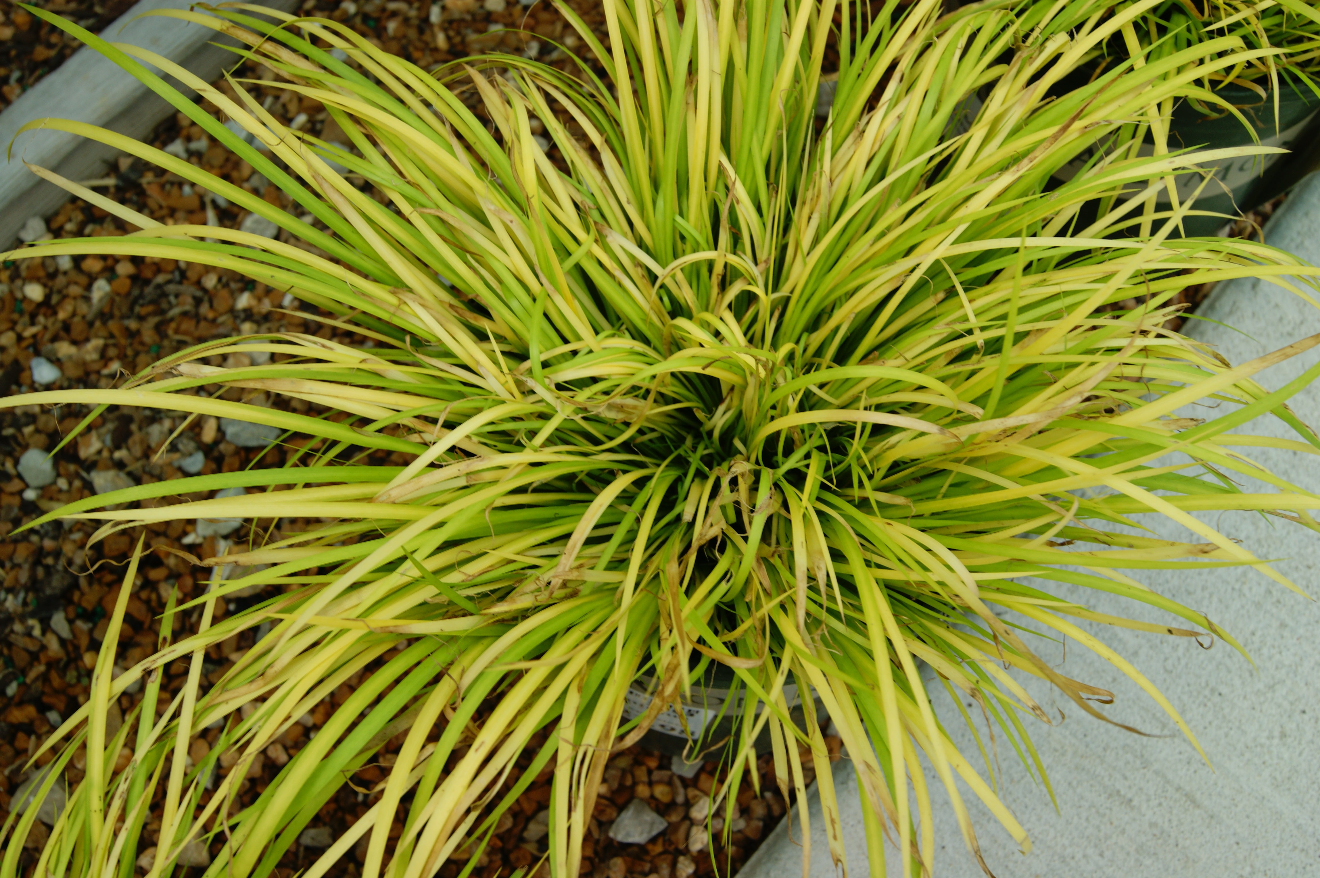 Sweet Flag, Japanese Miniature Golden (Acorus) – Passiglia Landscape ...