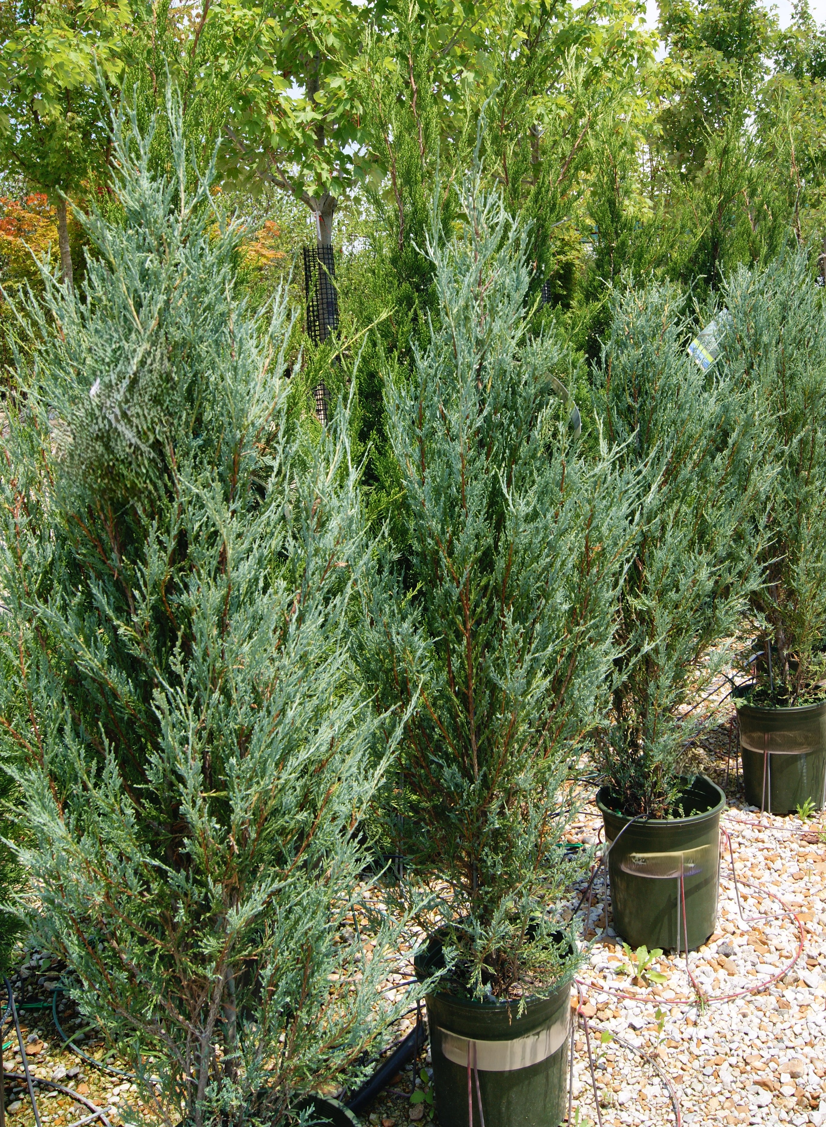 Juniper, Red Cedar Columnar 'Blue Arrow' (Juniperus) – Passiglia ...
