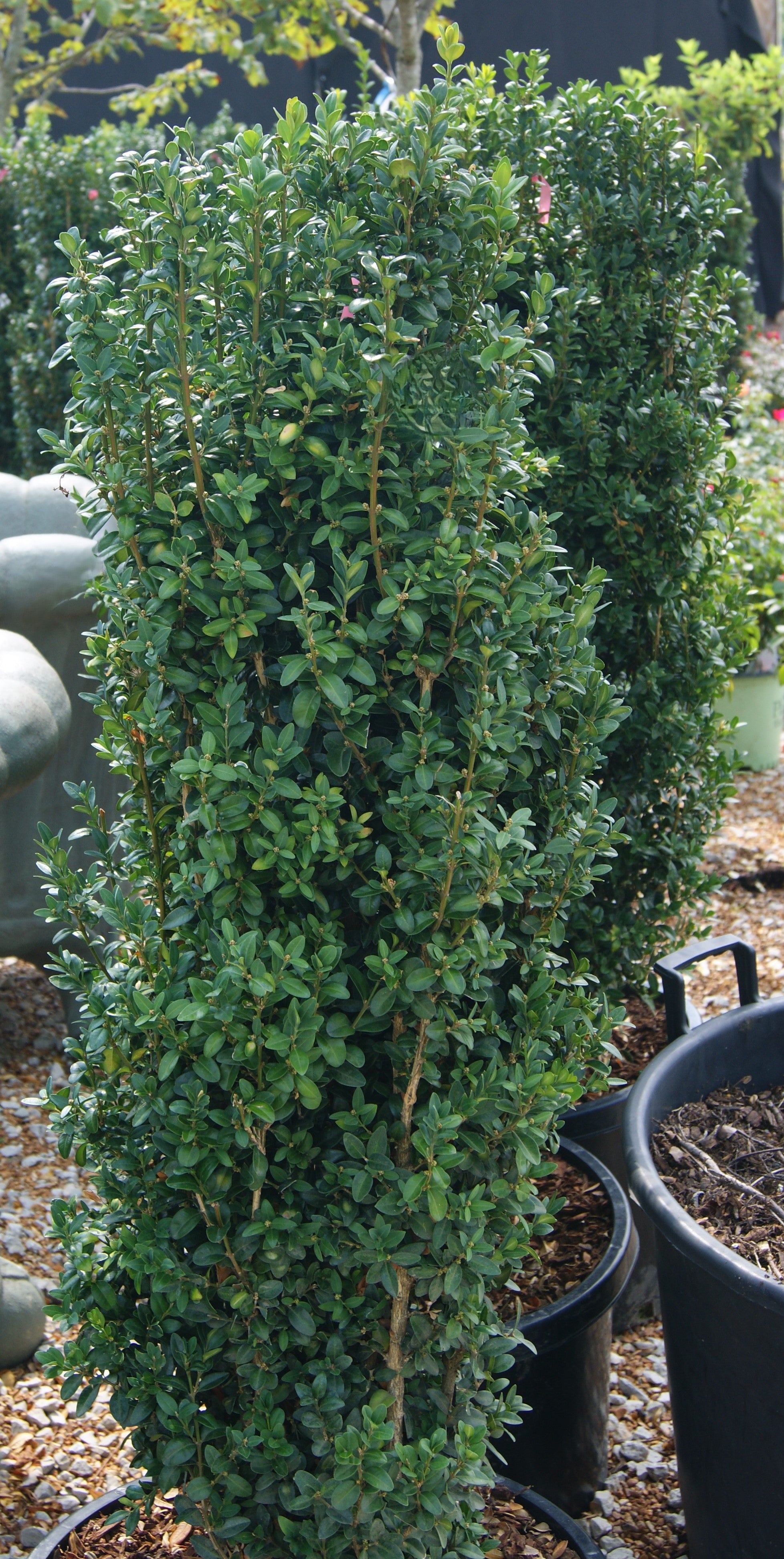 Boxwood, English/ Common Columnar 'Dee Runk' (Buxus) Spiral – Passiglia ...