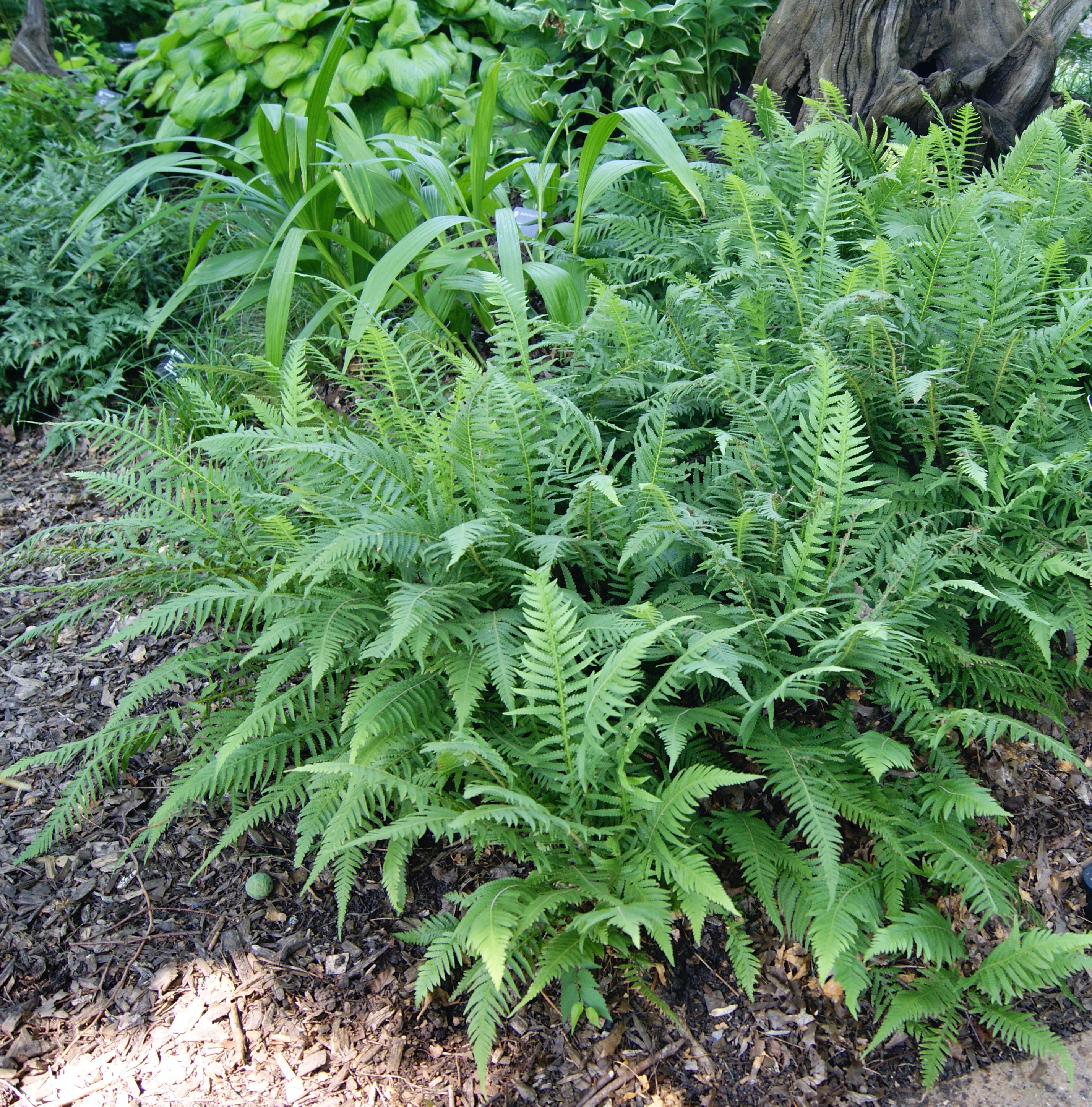 Phegopteris decursive-pinnata – Passiglia Landscape, Nursery & Garden ...