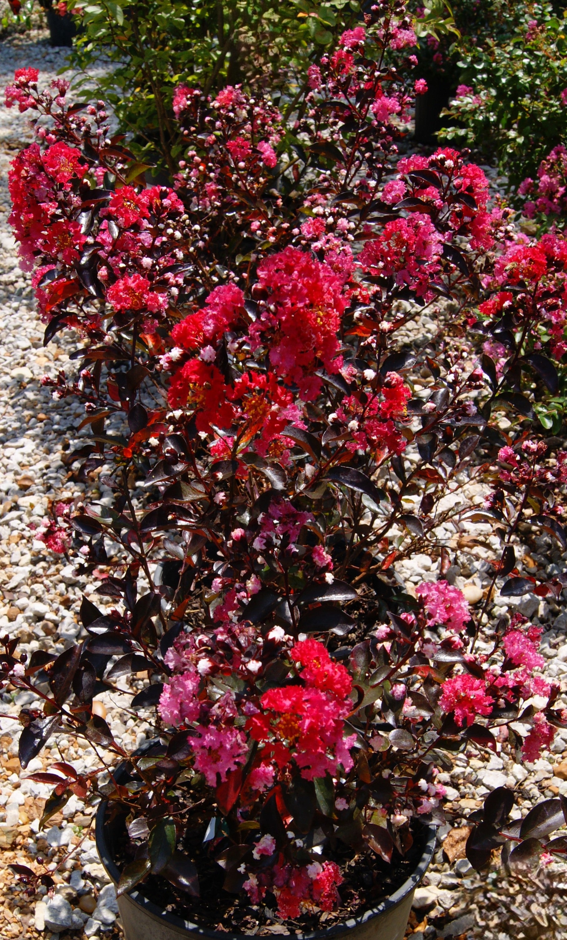 Crape Myrtle 'Double Dynamite' (Lagerstroemia) – Passiglia Landscape ...