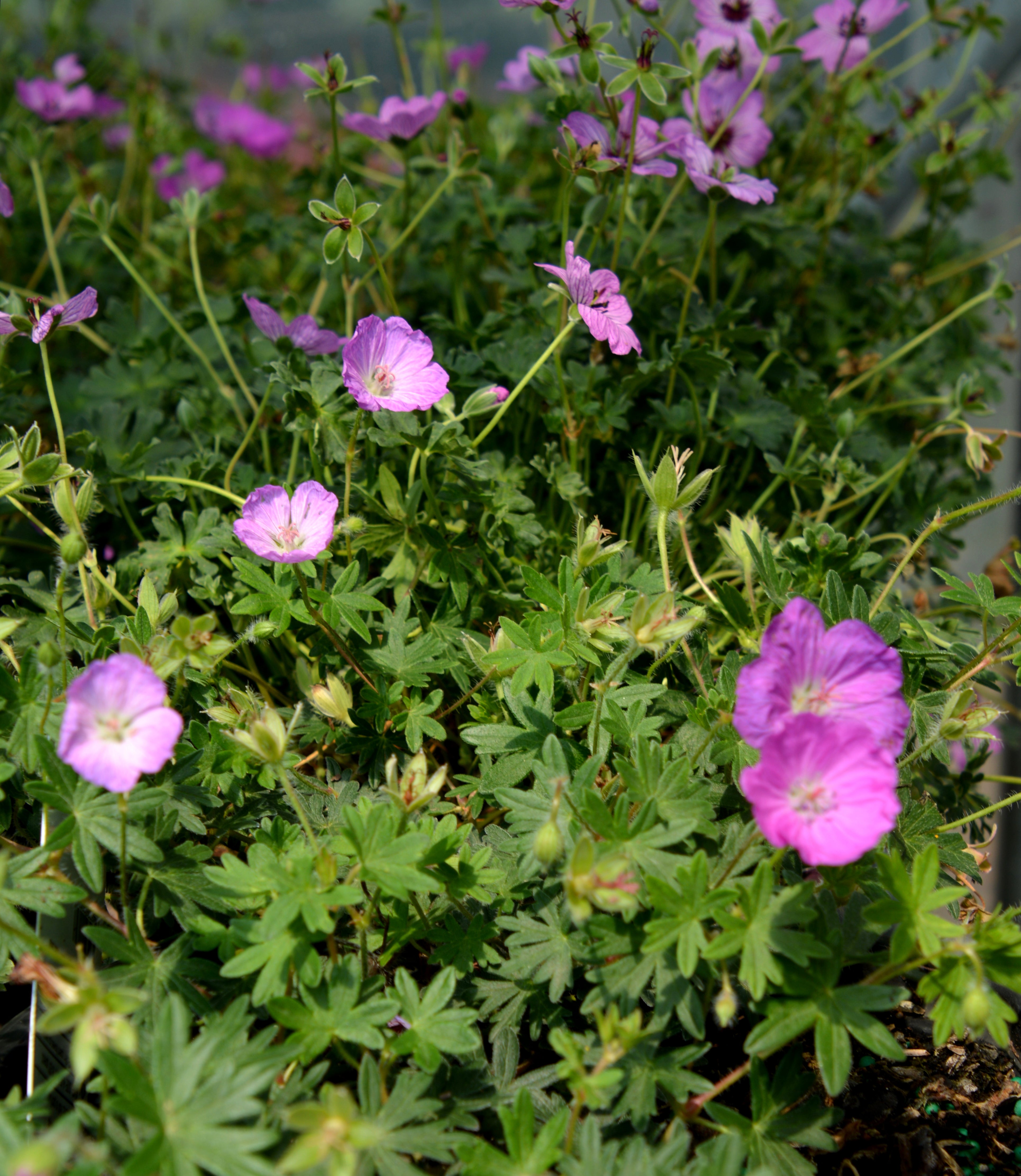 Cranesbill / Hardy Ashy Geranium 'Ballerina' (Geranium) – Passiglia ...