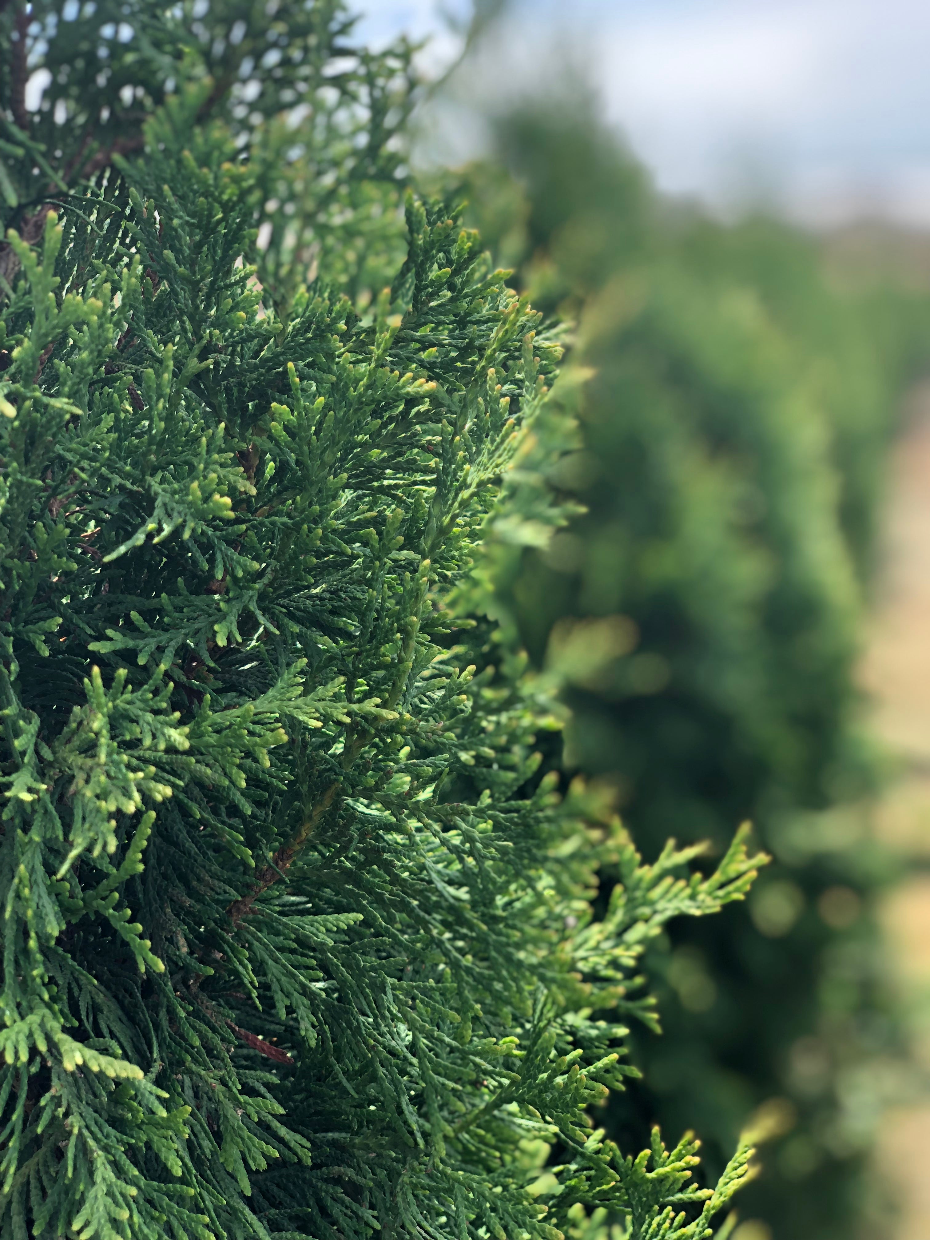 Arborvitae, Western Red Cedar Upright 'Slender Giant' (Thuja ...
