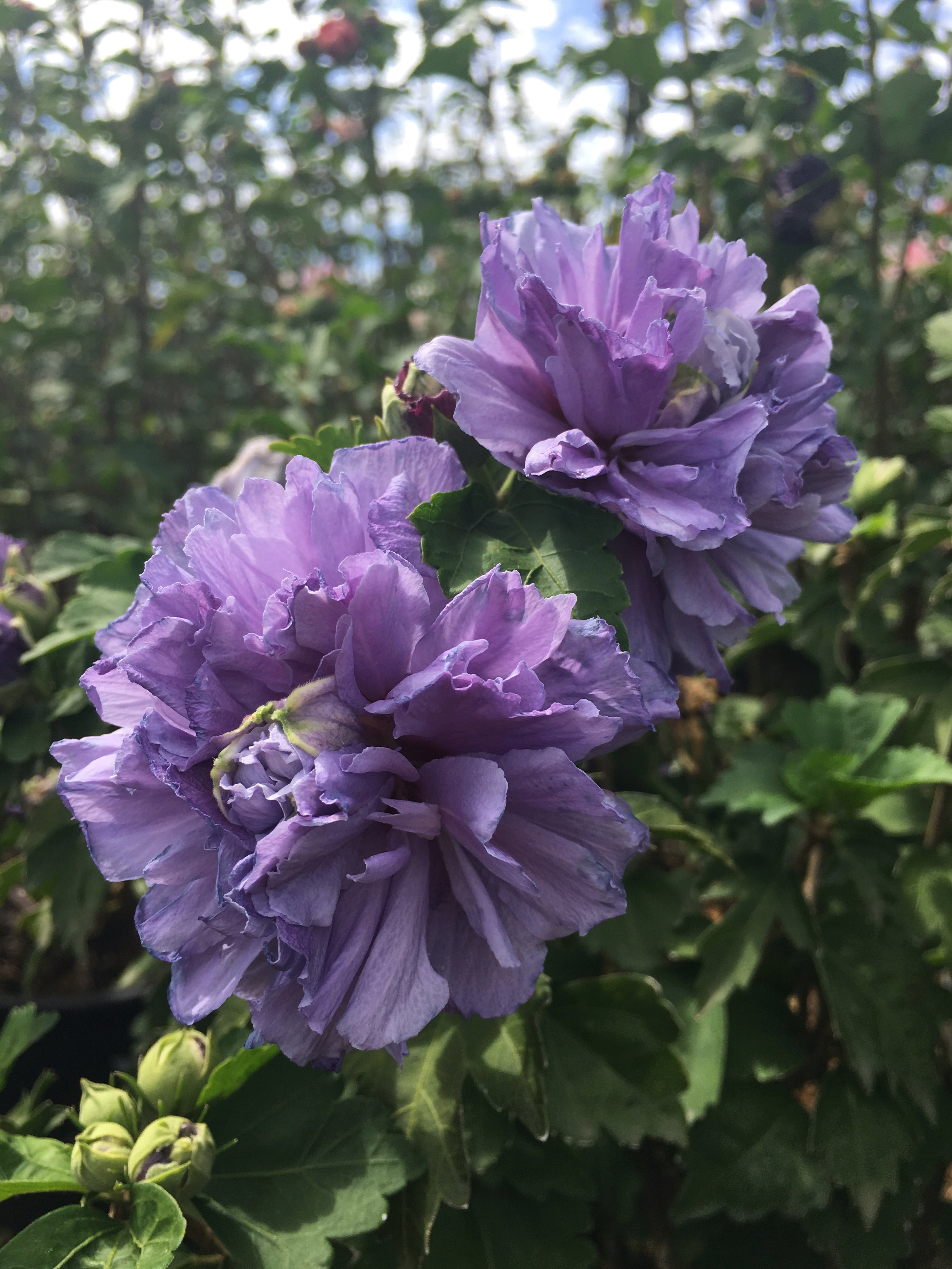 Rose-of-Sharon / Althea 'Blueberry Smoothie' (Hibiscus) Patio Tree ...