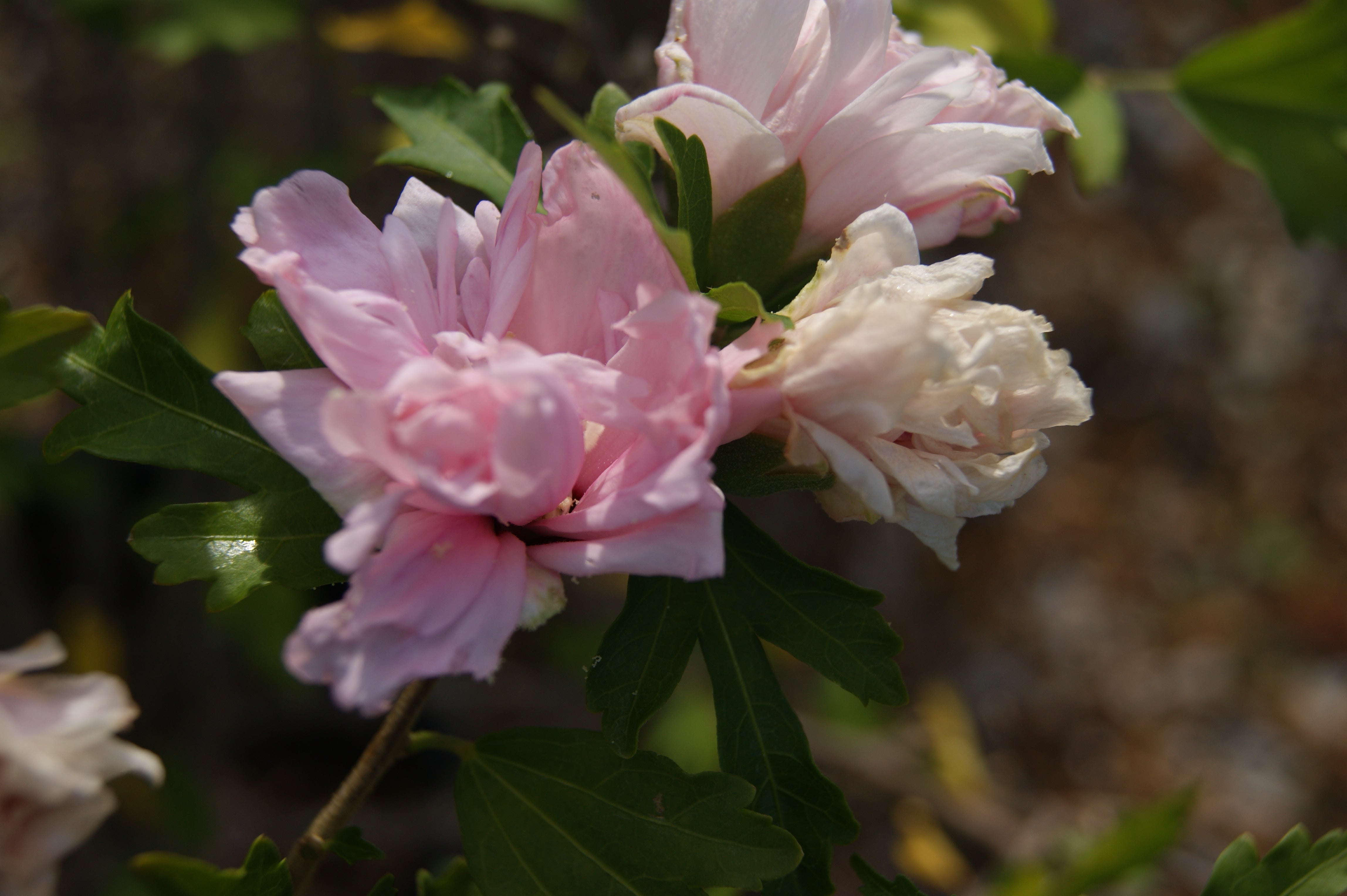 Rose-of-Sharon / Althea 'Lady Stanley' (Hibiscus) Patio Tree ...