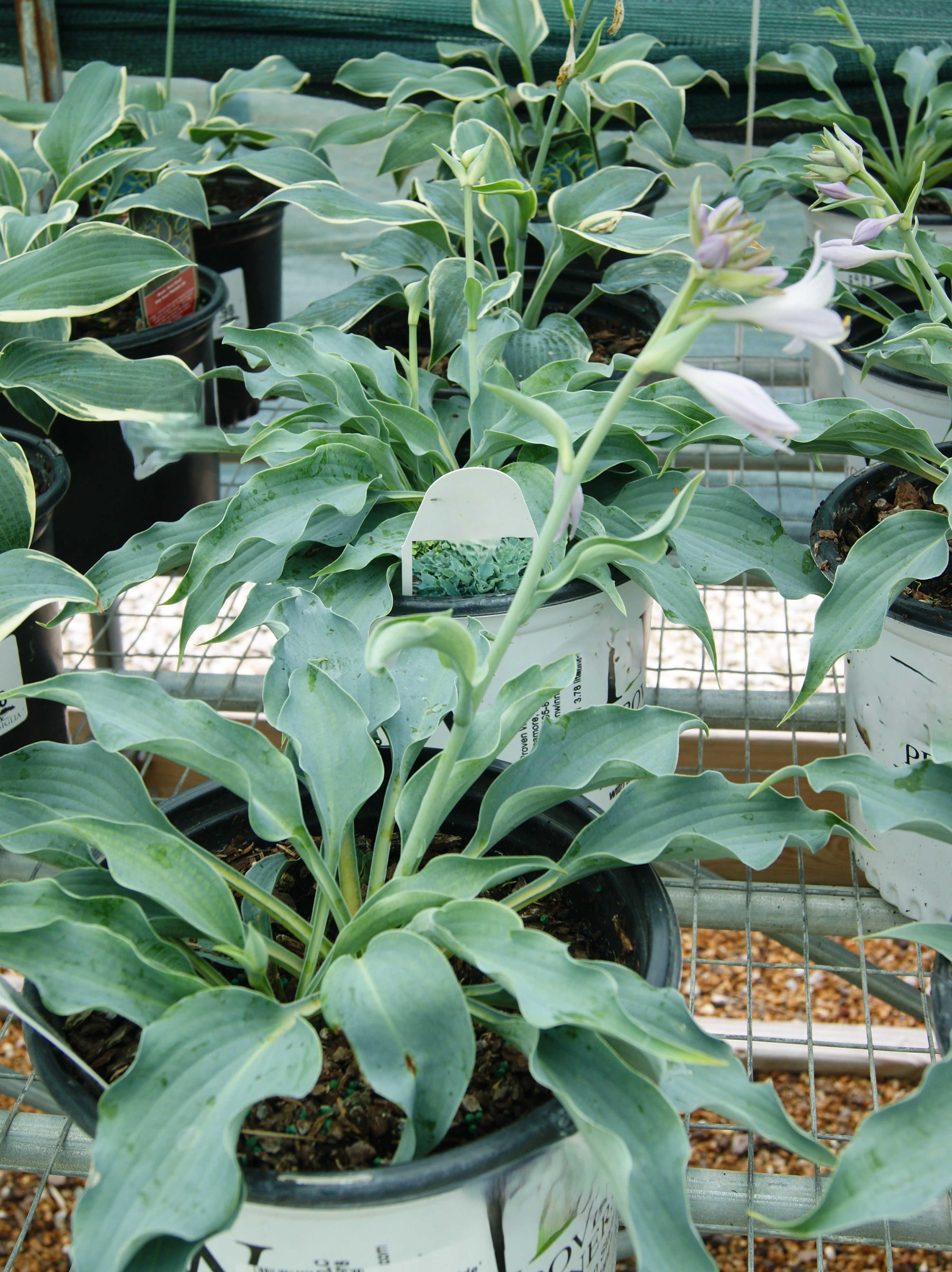 Plantain Lily 'Shadowland Waterslide' (Hosta) – Passiglia Landscape ...