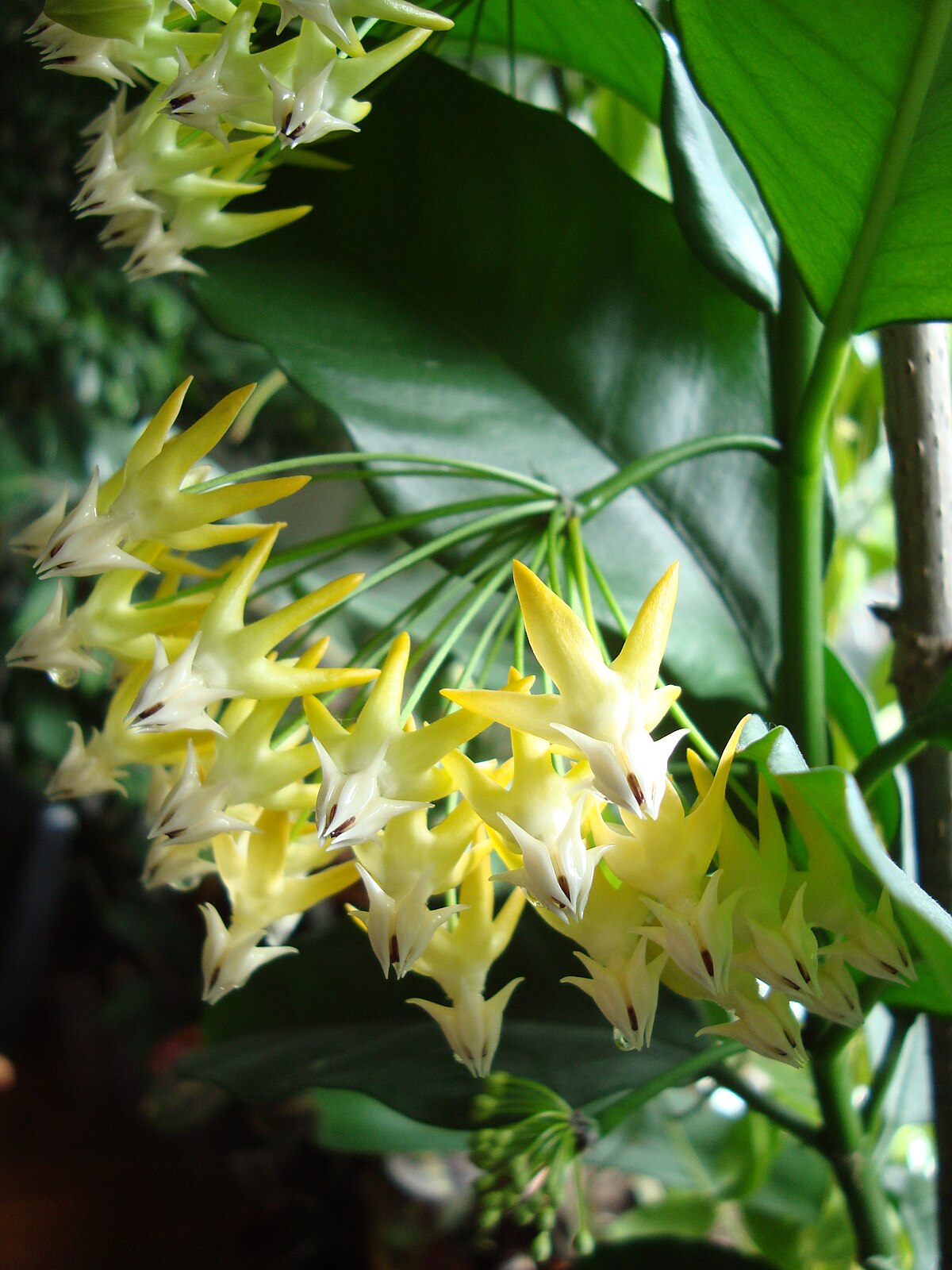Hoya multiflora 'Shooting Star – Passiglia Landscape, Nursery & Garden ...
