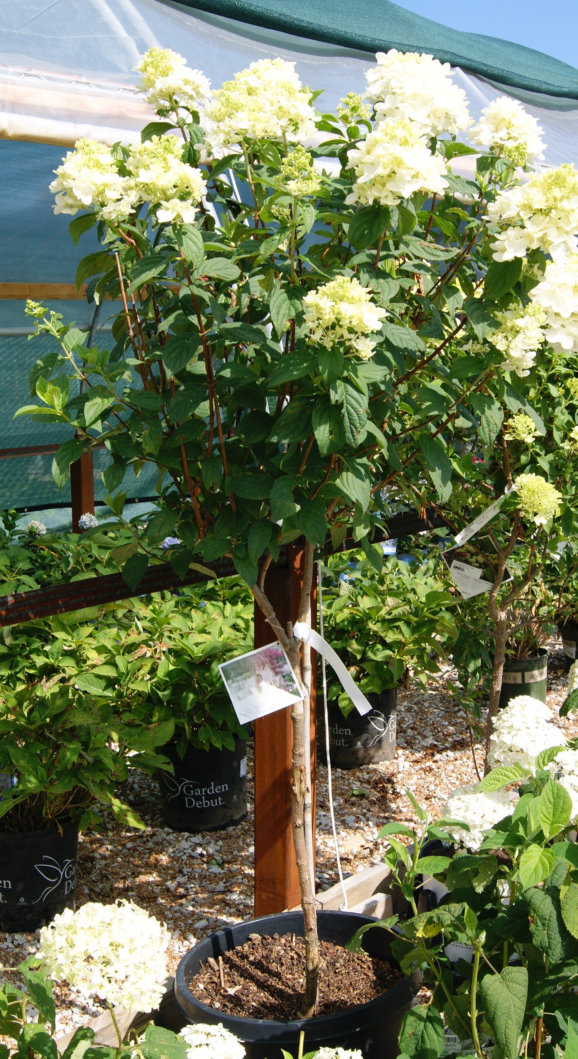 Hydrangea, Panicle 'Fire Light' (Hydrangea) Patio Tree – Passiglia ...
