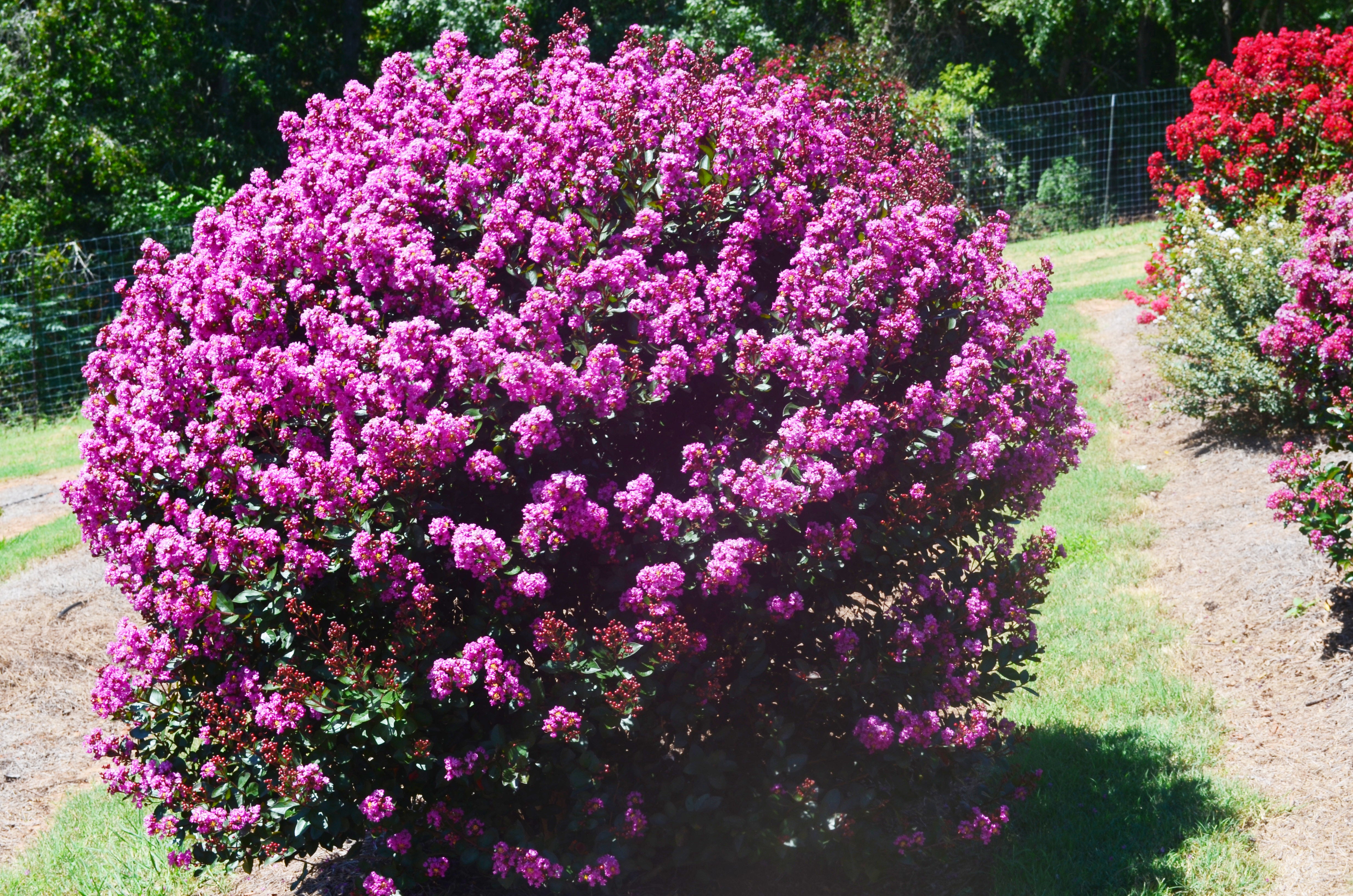 Crape Myrtle, Dwarf 'Enduring Summer Lavender' (Lagerstroemia ...