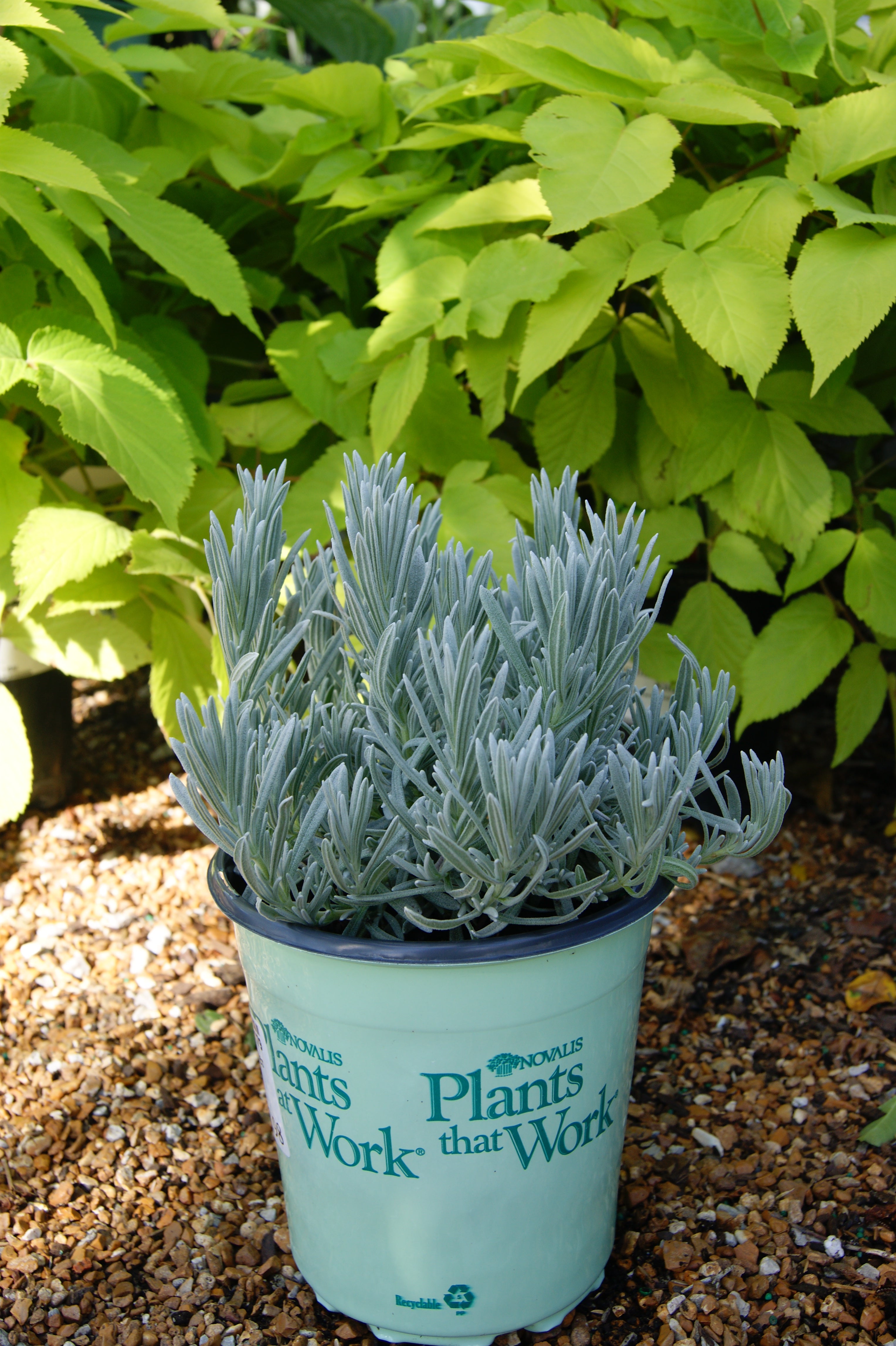Lavender, English 'Silver Mist' (Lavandula) – Passiglia Landscape ...
