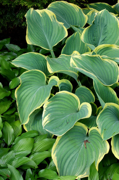 Plantain Lily 'Sagae' (Hosta) – Passiglia Landscape, Nursery & Garden ...