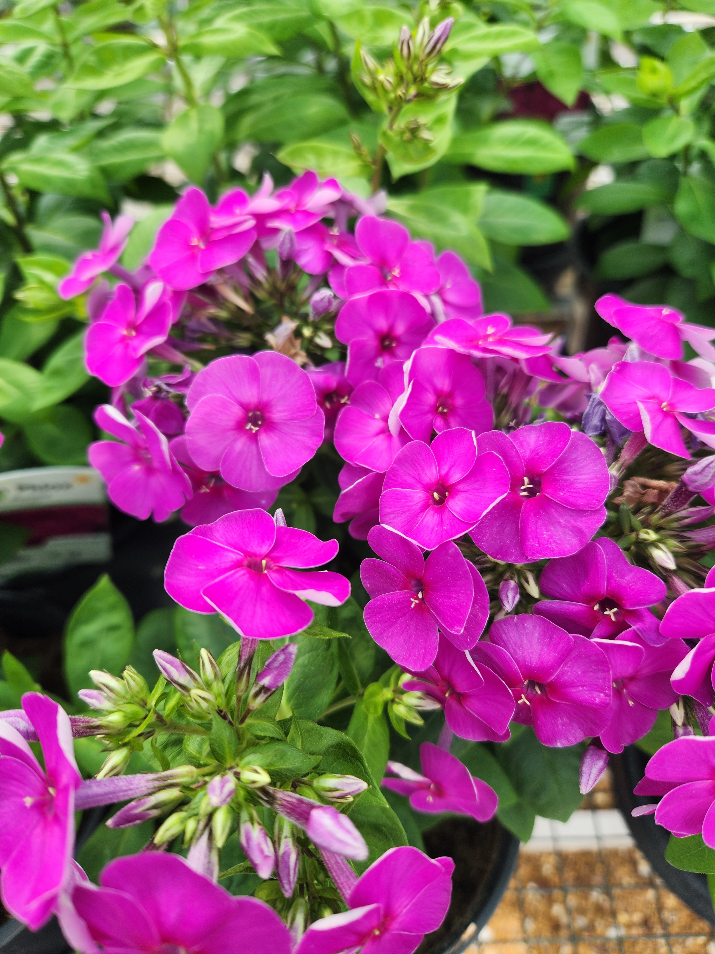 Phlox, Tall Garden 'Ka-Pow Purple' (Phlox) – Passiglia Landscape ...