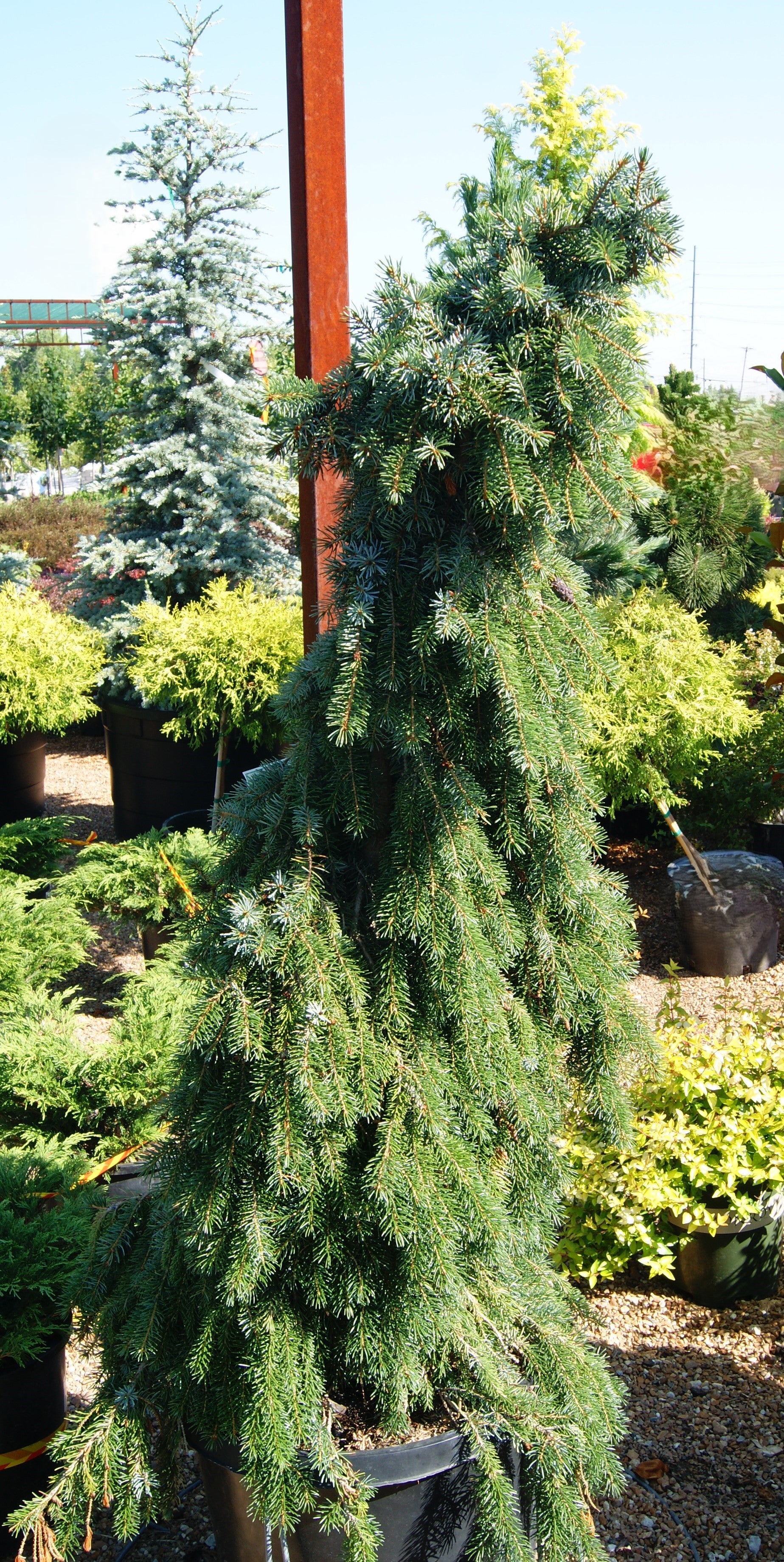 Spruce, Siberian Weeping Column 'Pendula Bruns' – Passiglia Landscape ...