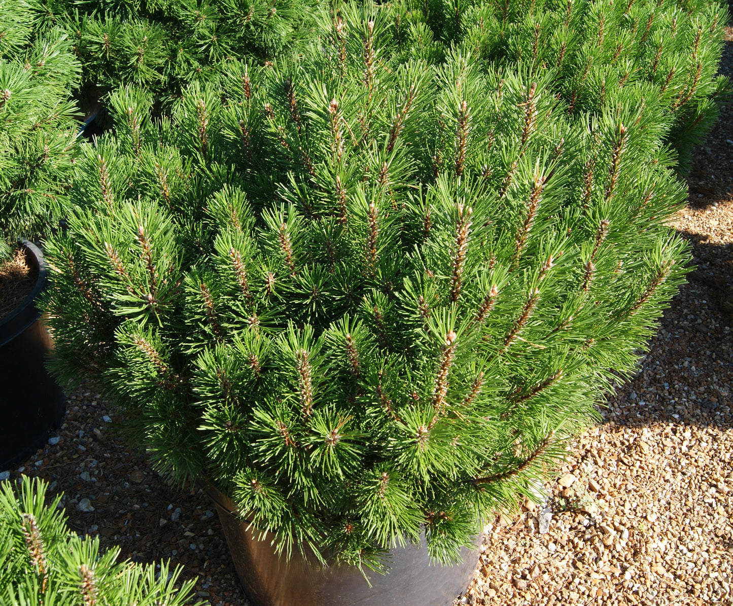 Pine, Swiss/ Mugo 'Palouse' (Pinus) – Passiglia Landscape, Nursery ...