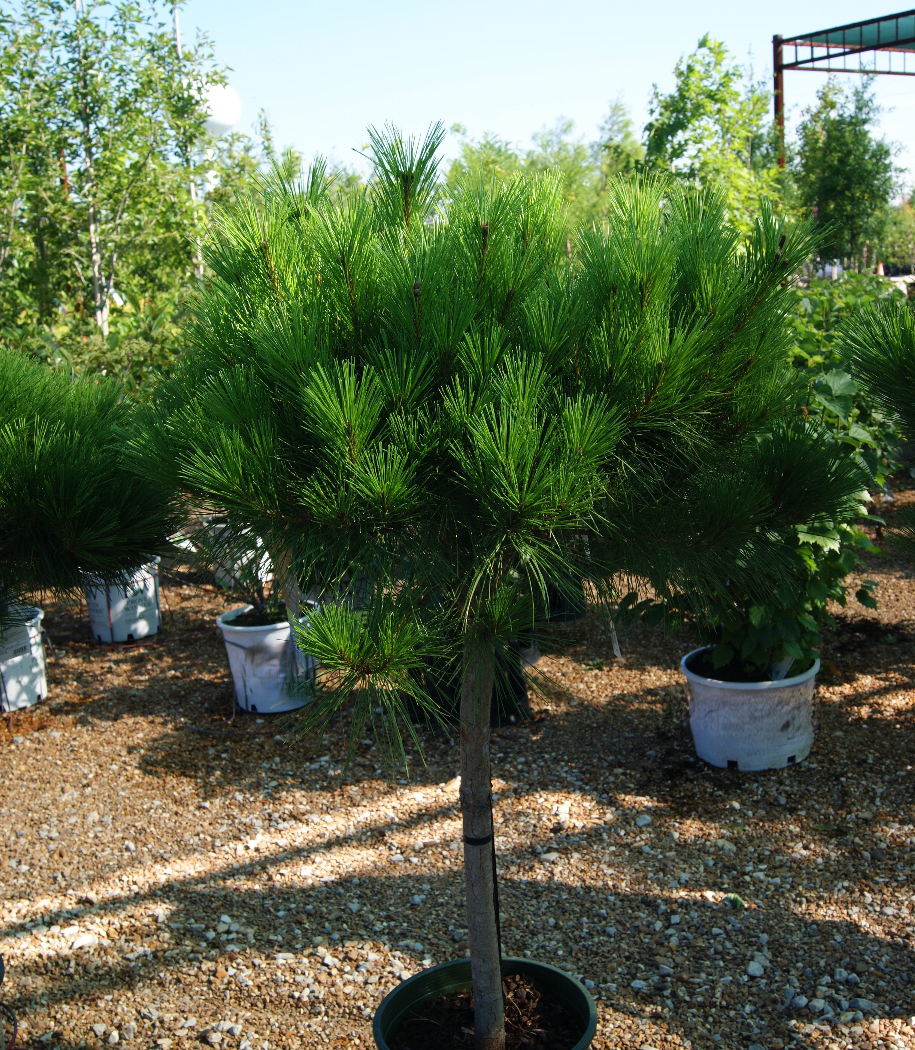 Pine, Japanese Red 'Umbraculifera Compacta' (Pinus) 1-Tier – Passiglia ...