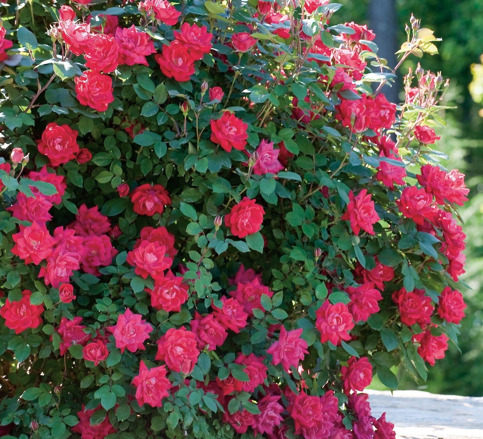 Rose, Shrub 'Double Knock Out' (Rosa) – Passiglia Landscape, Nursery ...