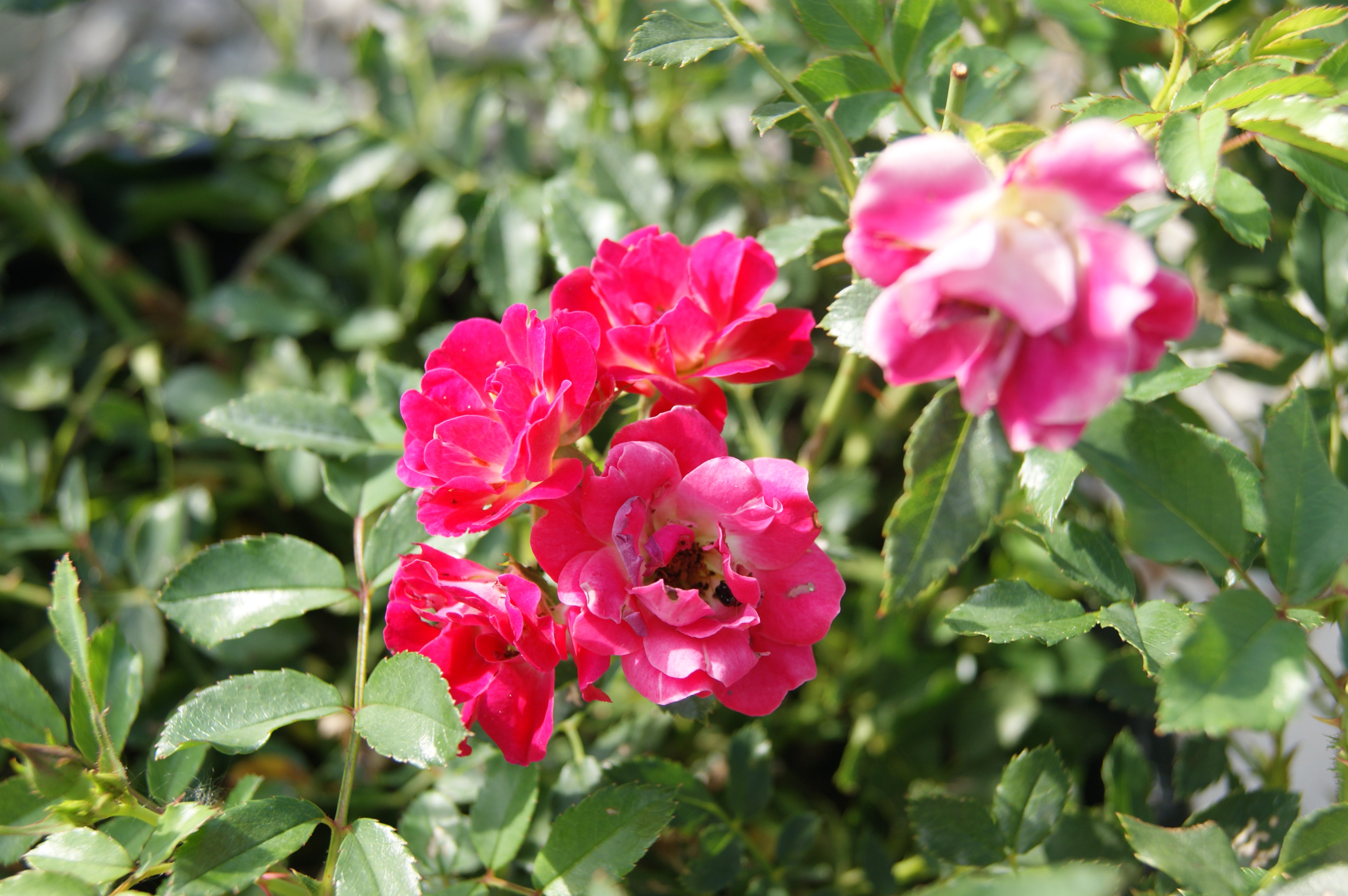 Rose, Spreading 'Red Drift' (Rosa) – Passiglia Landscape, Nursery ...