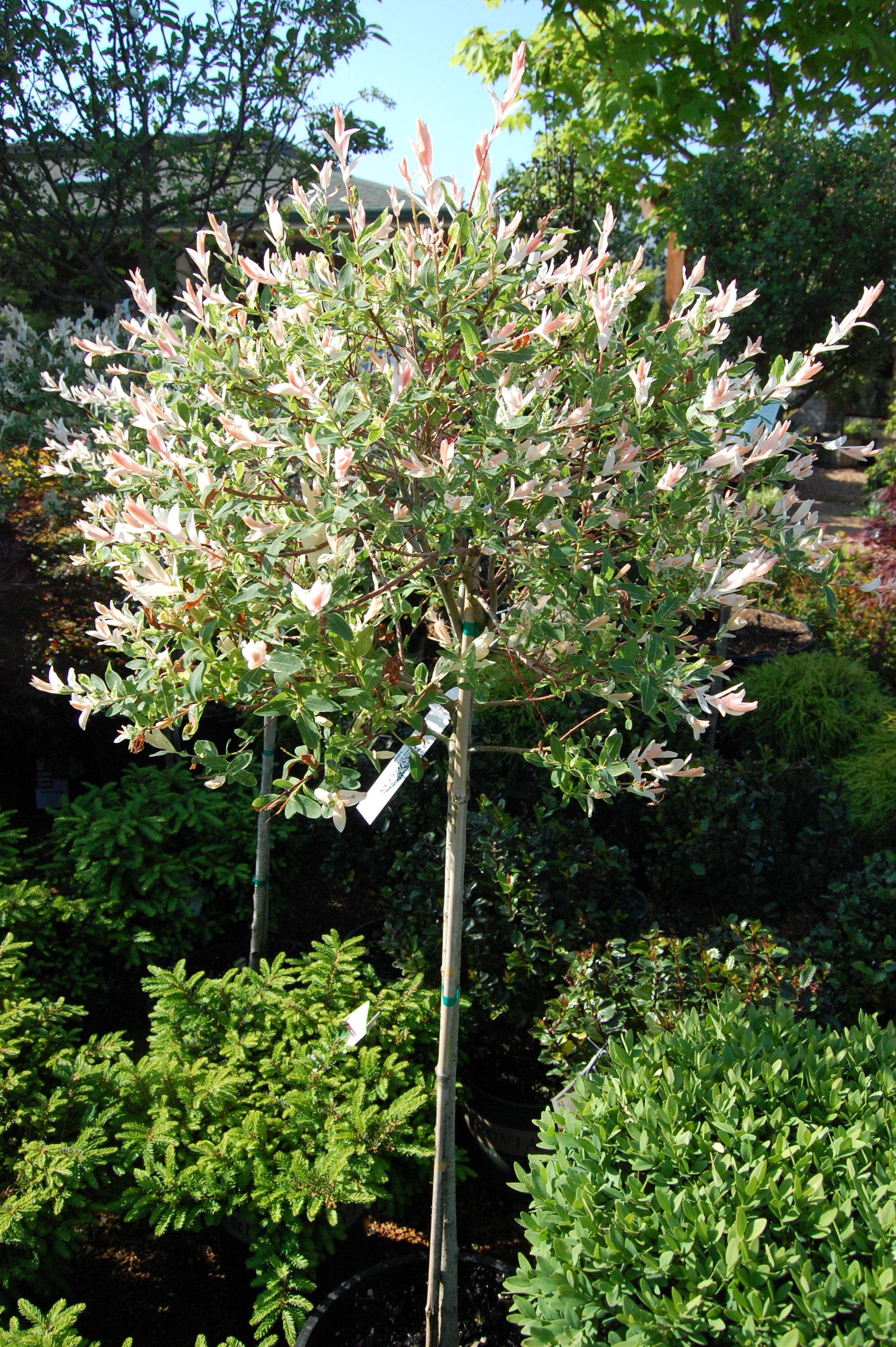 Willow, Dappled Japanese 'Hakuro Nishiki' (Salix) Patio Tree ...