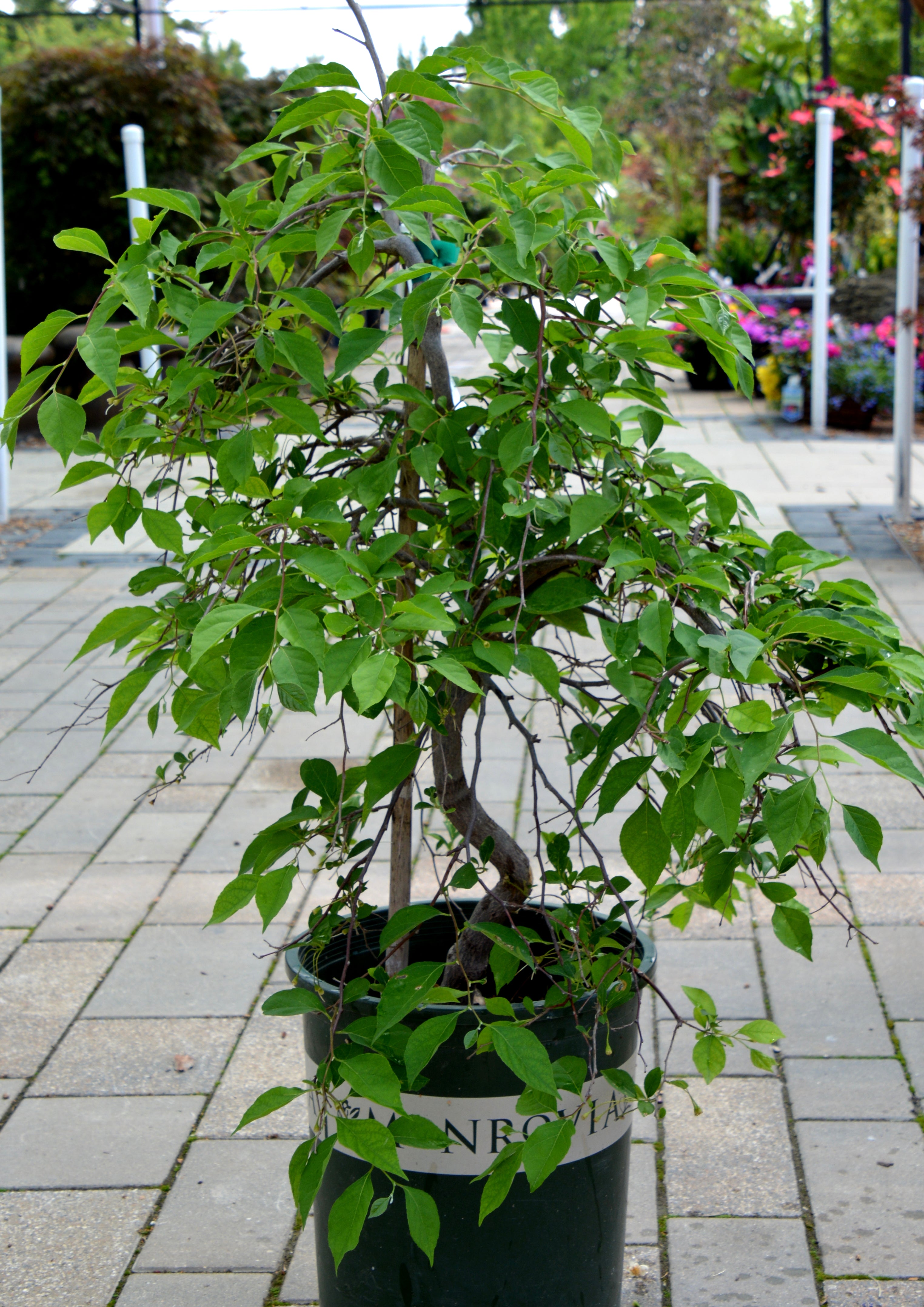 Snowbell, Japanese 'Fragrant Fountain' (Styrax) – Passiglia Landscape ...