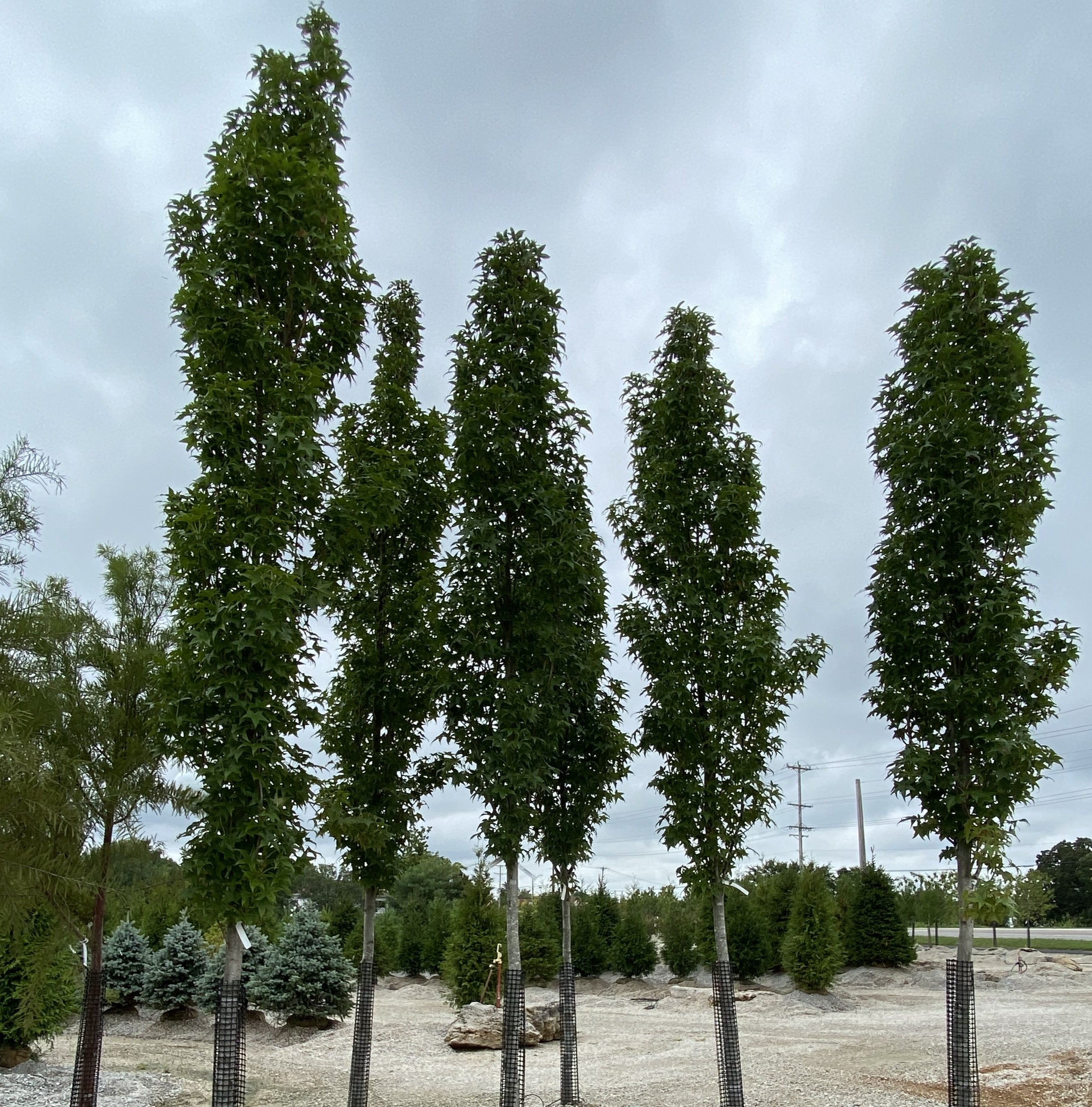 Sweet Gum, Columnar 'Slender Silhouette' (Liquidambar) – Passiglia ...