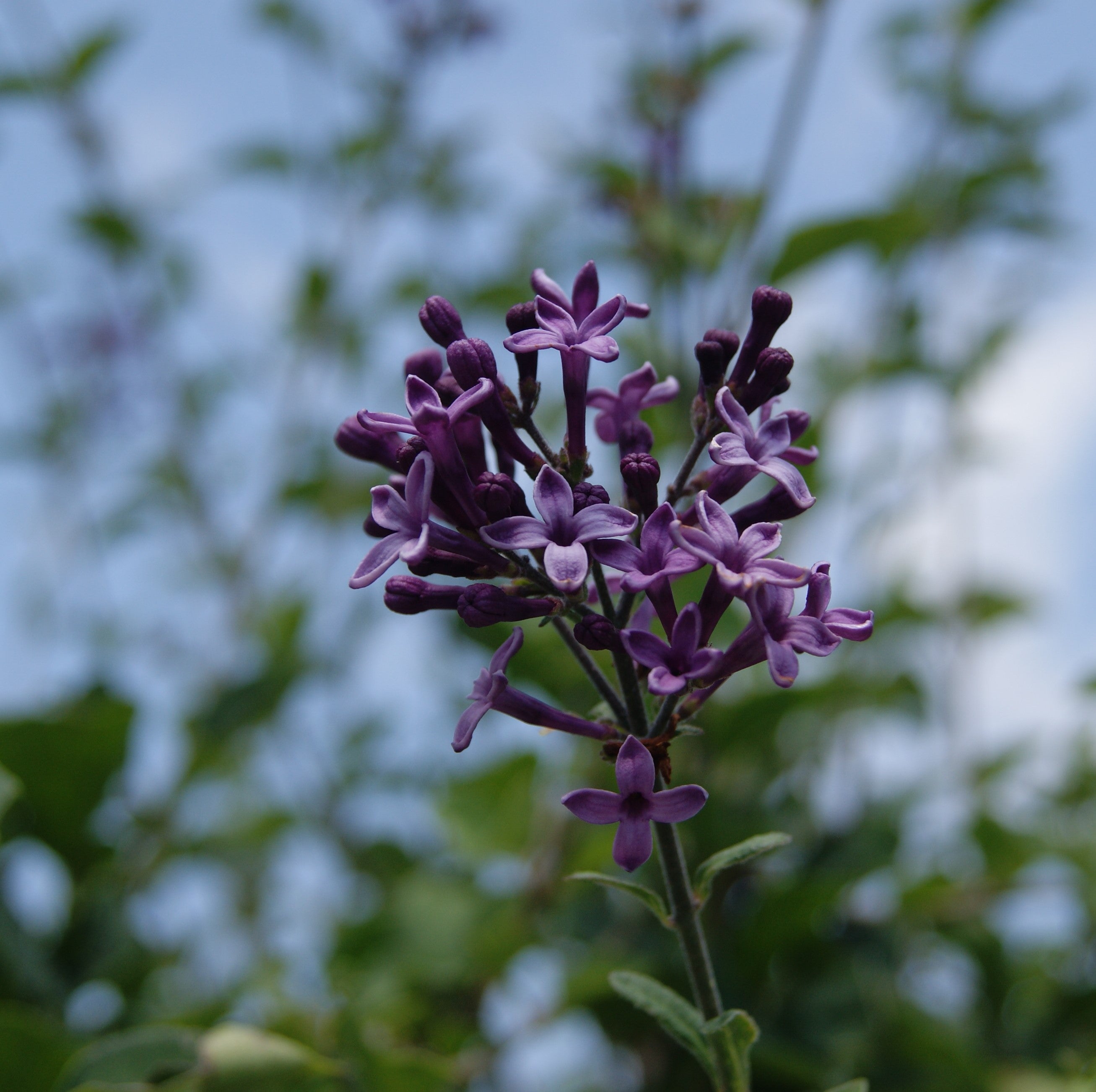 Lilac, Littleleaf Reblooming 'Bloomerang Dark Purple' (Syringa ...