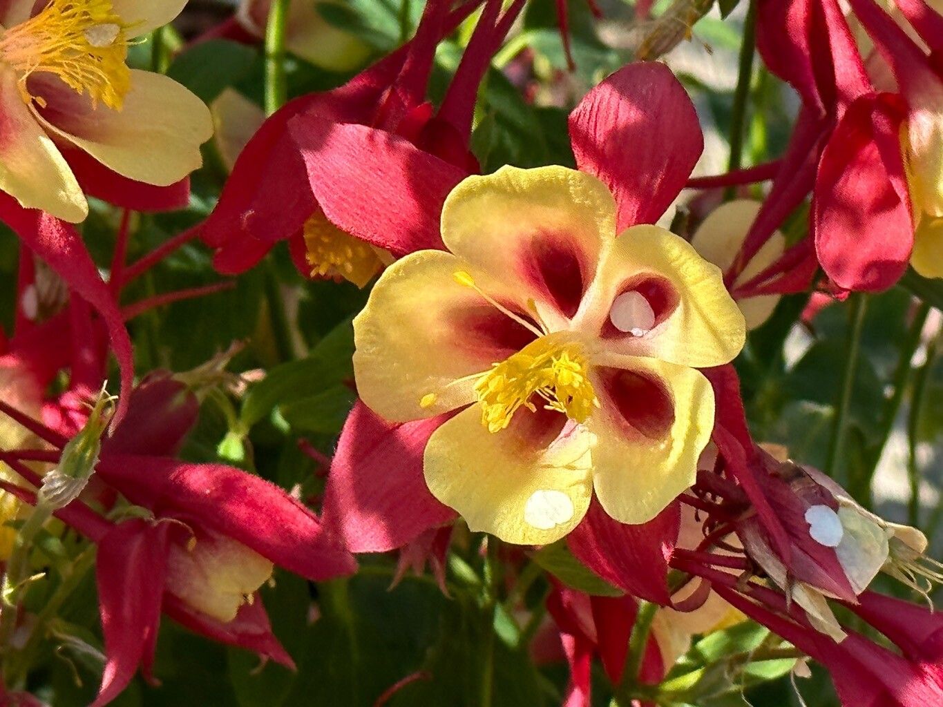 Columbine, Red / Eastern / Canadian – Passiglia Landscape, Nursery ...
