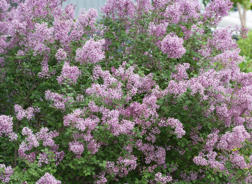Lilac, Littleleaf Reblooming 'Bloomerang' (Syringa) – Passiglia ...
