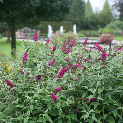 Butterfly Bush 'Miss Ruby' (Buddleia) – Passiglia Landscape, Nursery ...
