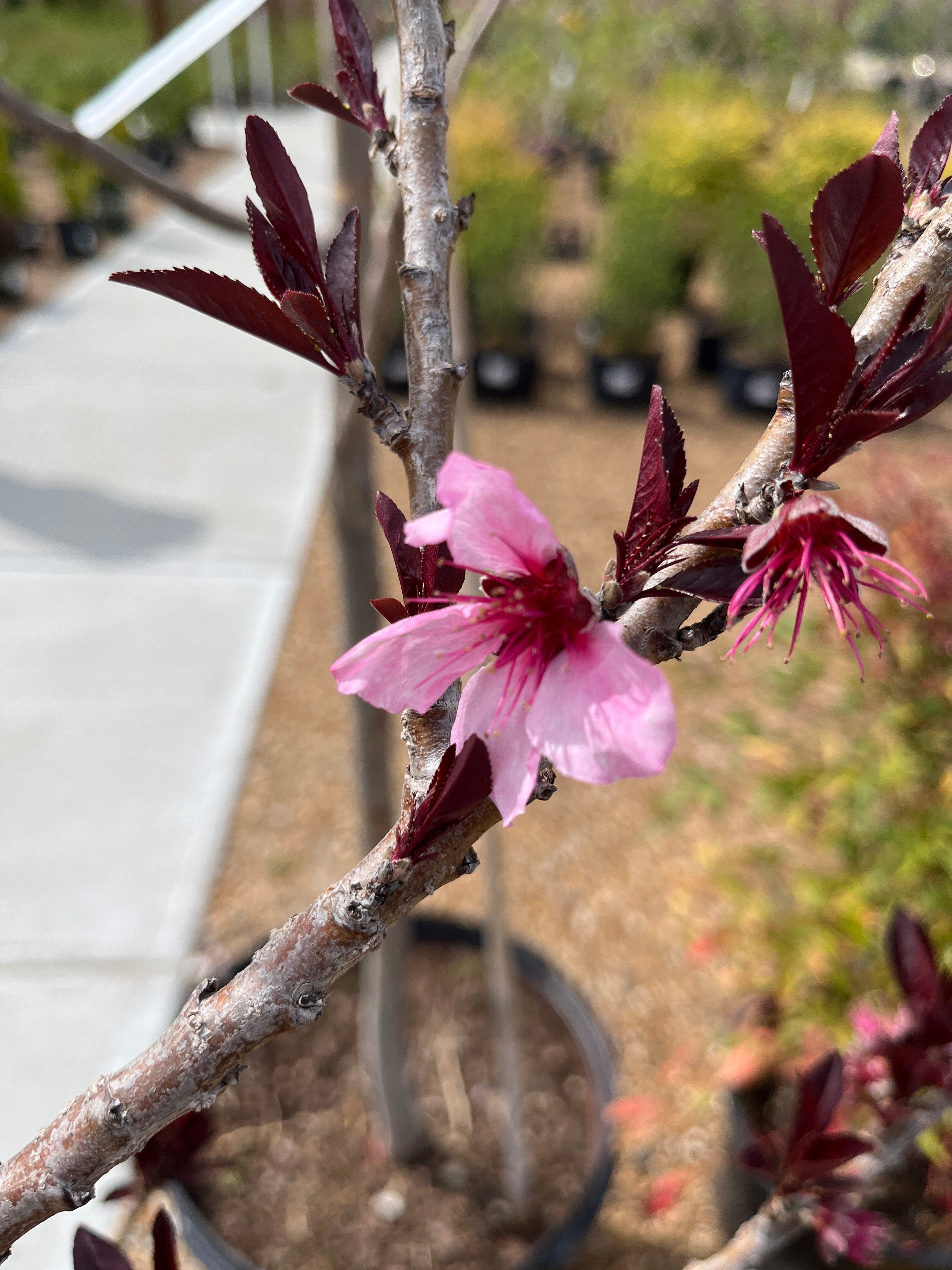 Peach, Dwarf Patio 'Bonfire' (Prunus) Patio Tree – Passiglia Landscape ...