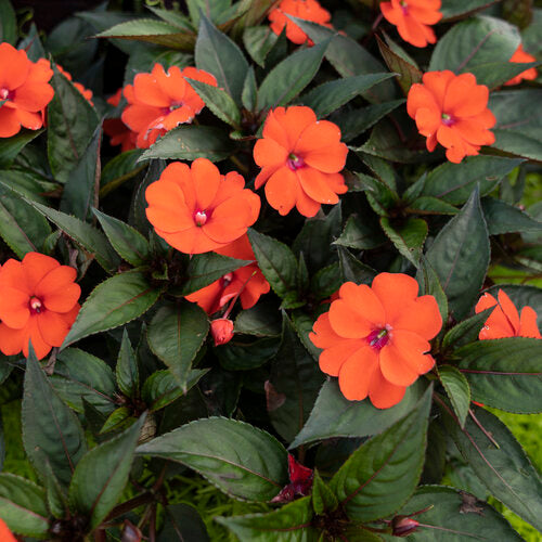 Sunpatiens, Compact Series (Impatiens) – Passiglia Landscape, Nursery ...